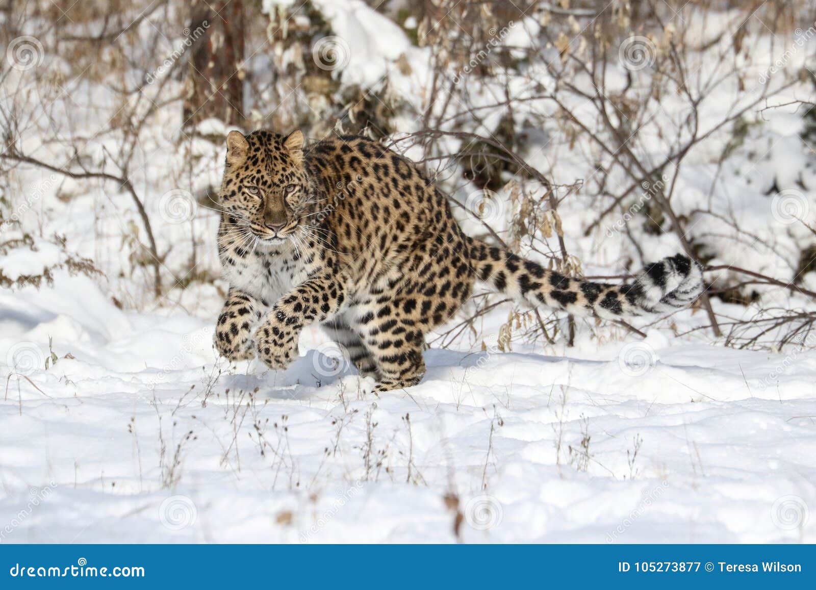 Amur Leopard stock image. Image of orientalis, spots - 105273877