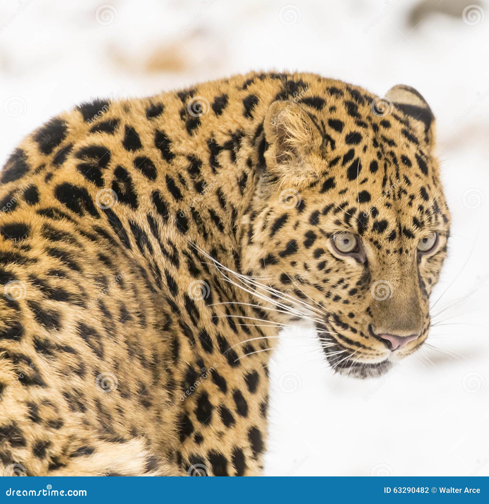 Amur Leopard stock photo. Image of feline, bigcat, jaguar - 63290482