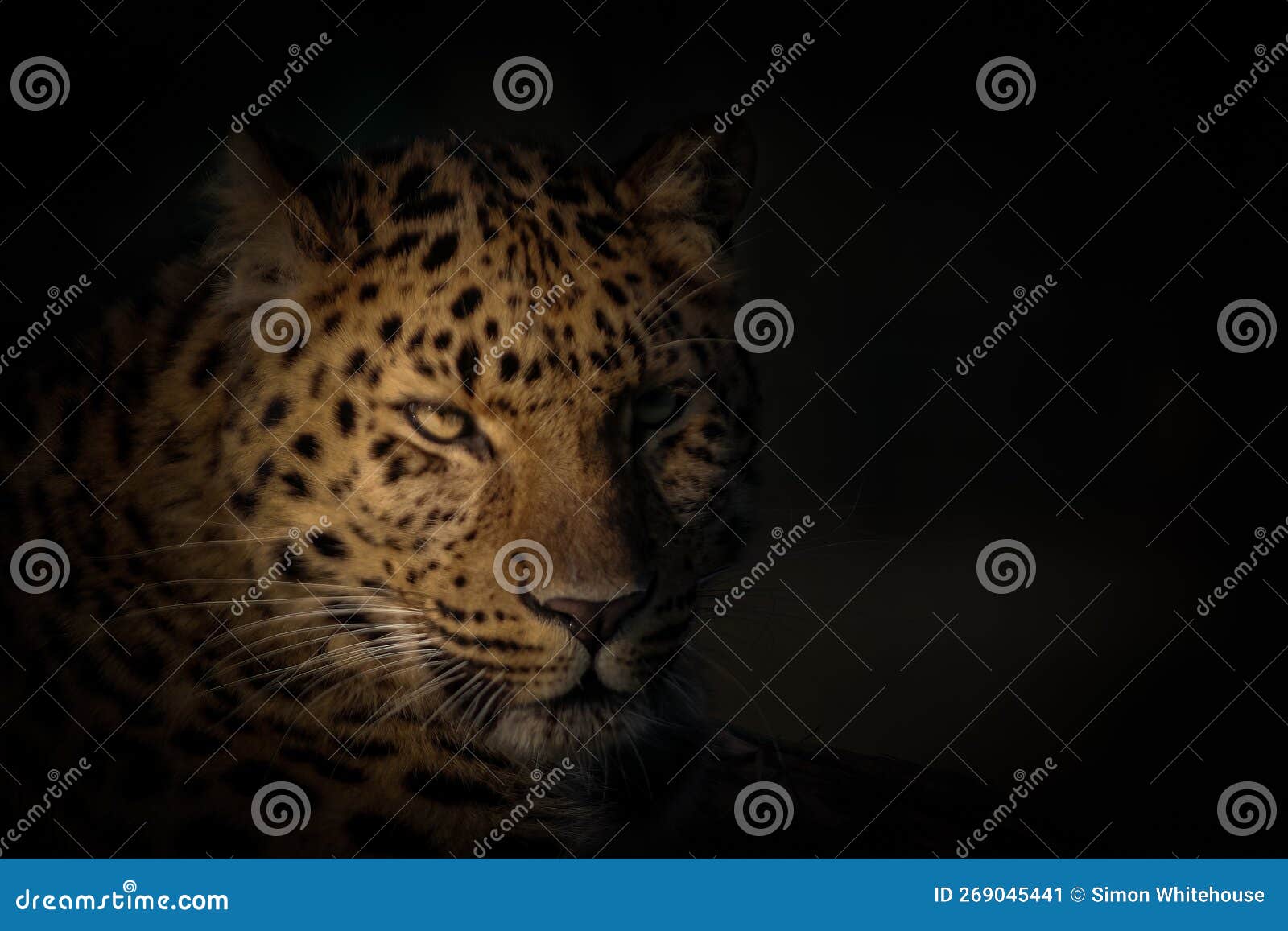 Amur Leopard with a Low Key Background Stock Image - Image of animals ...