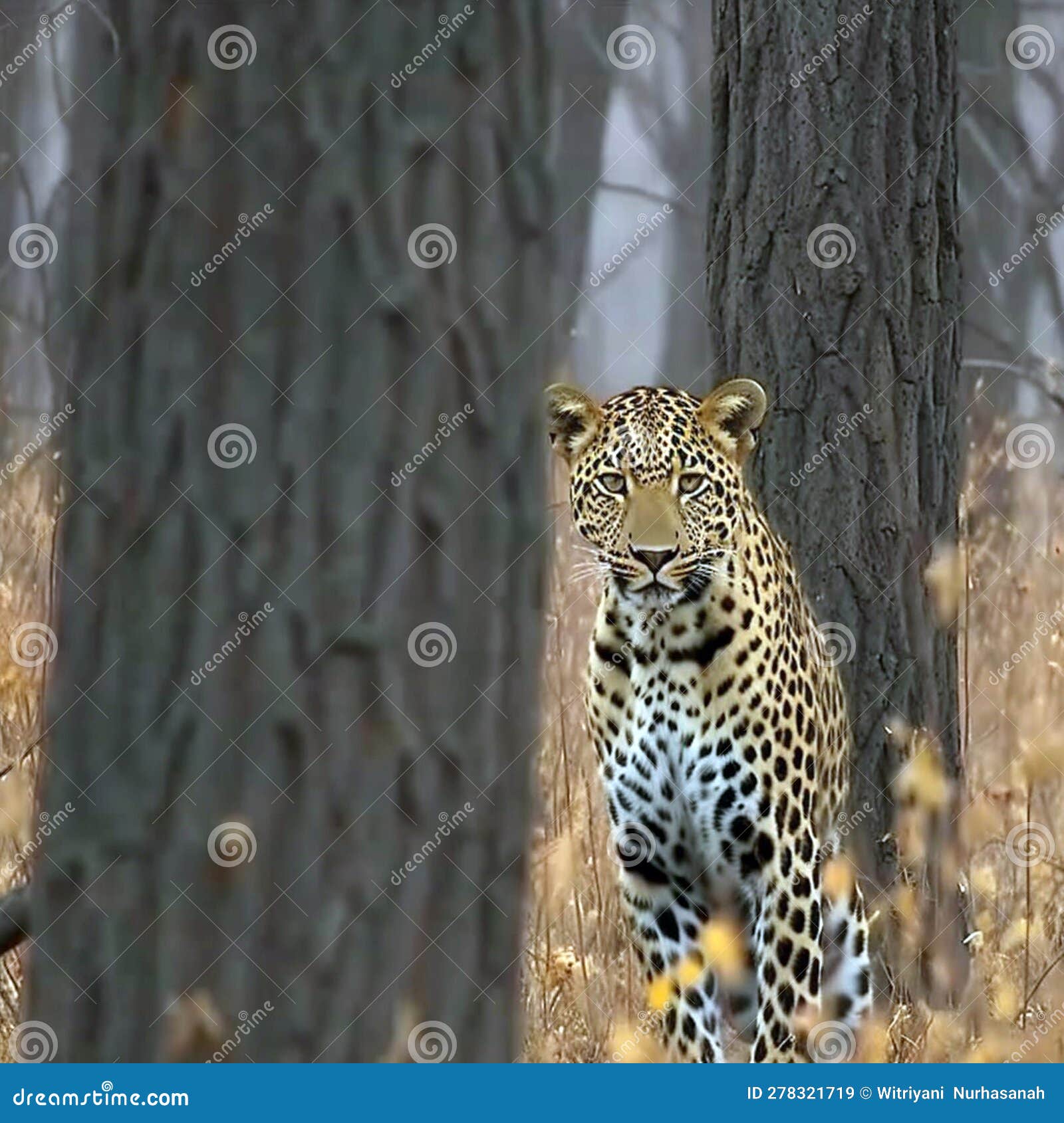 Amur Leopard Walking on Grass. AI Generative Stock Illustration ...