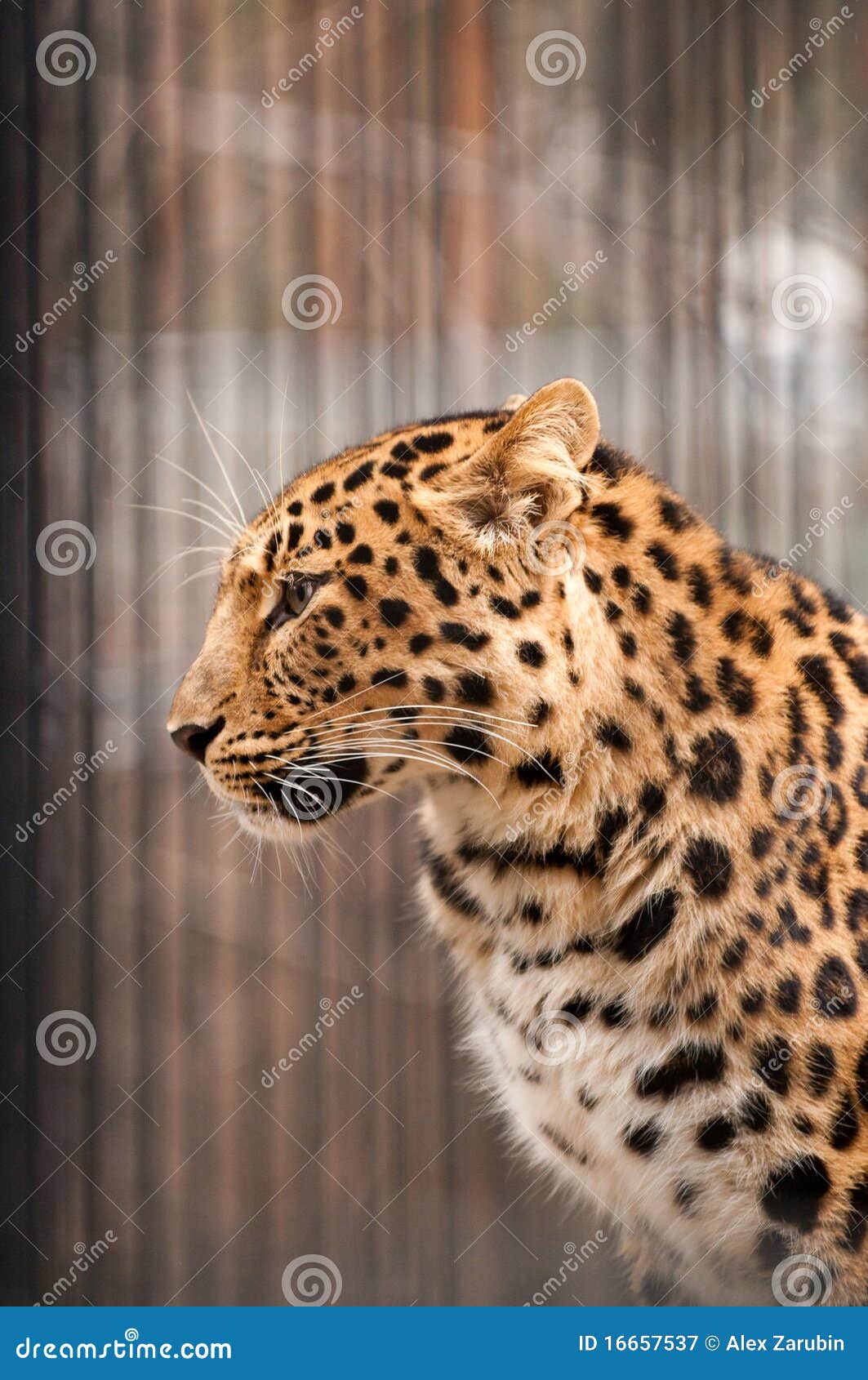 Amur or Manchurian leopard stock image. Image of predator - 16657537