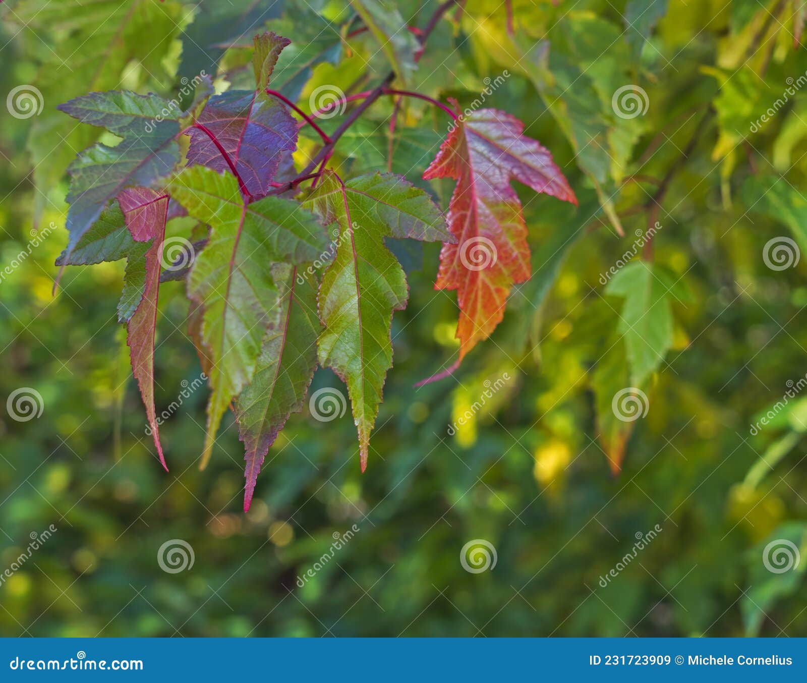 Amur maple leaves in fall stock image. Image of color - 231723909