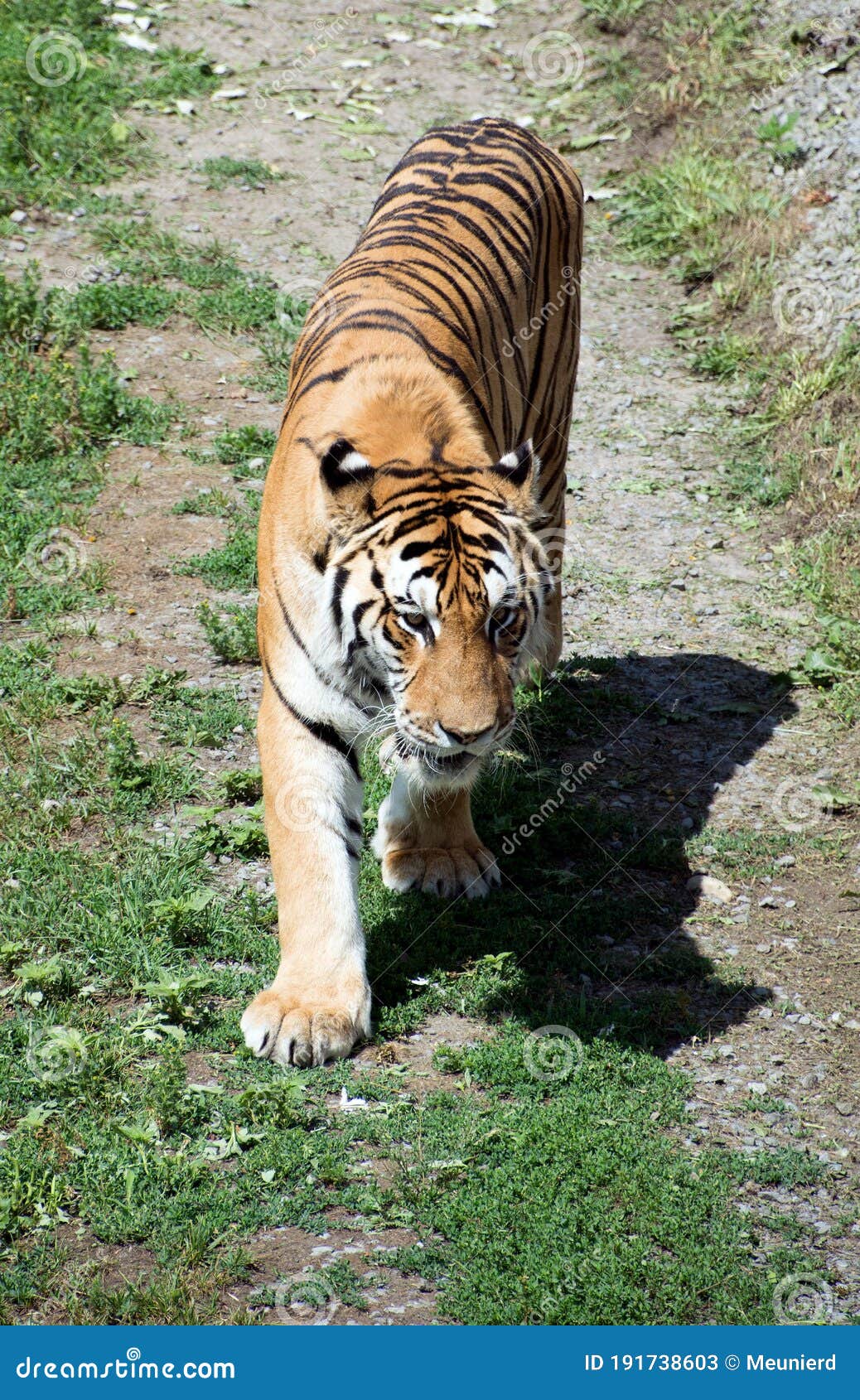 Amur Siberiaanse tijger stock afbeelding. Image of portret - 191738603 Amur Siberiaanse tijger stock afbeelding. Image of portret - 191738603