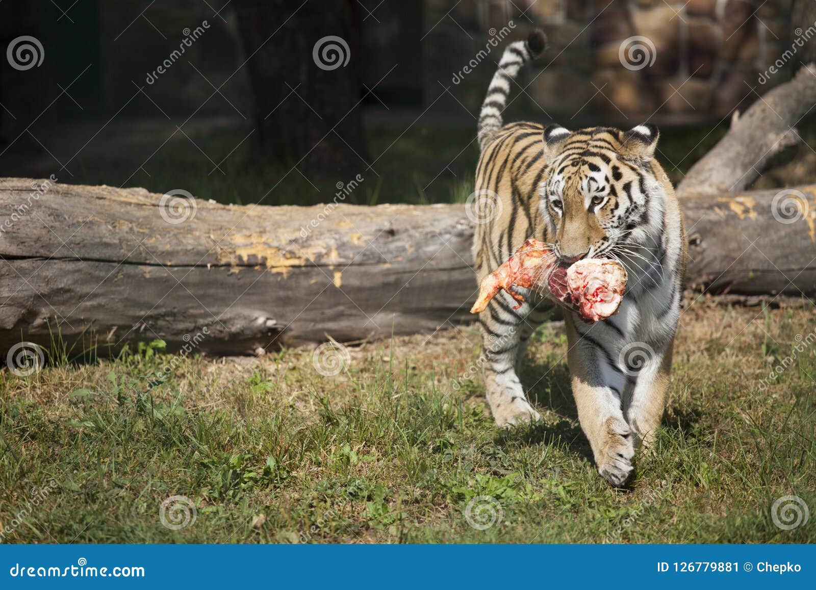 The Amur Siberian Tiger Eats Raw Meat Stock Image - Image of predator ...