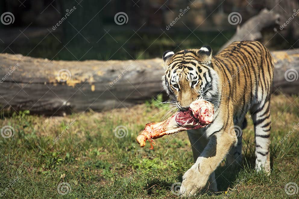 The Amur Siberian Tiger Eats Raw Meat Stock Image - Image of beautiful ...