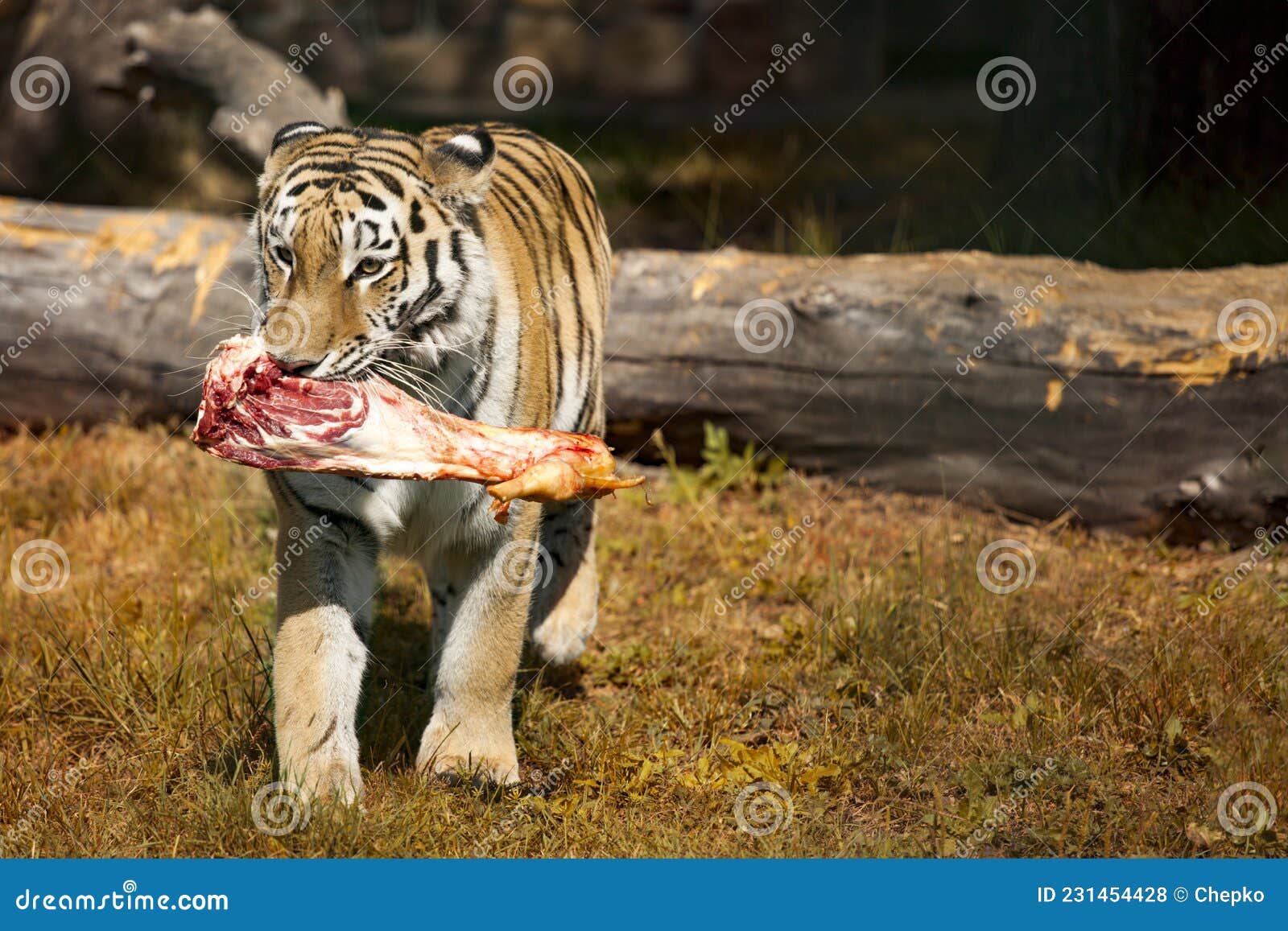 The Amur Siberian Tiger Eats Raw Meat Stock Photo - Image of black ...
