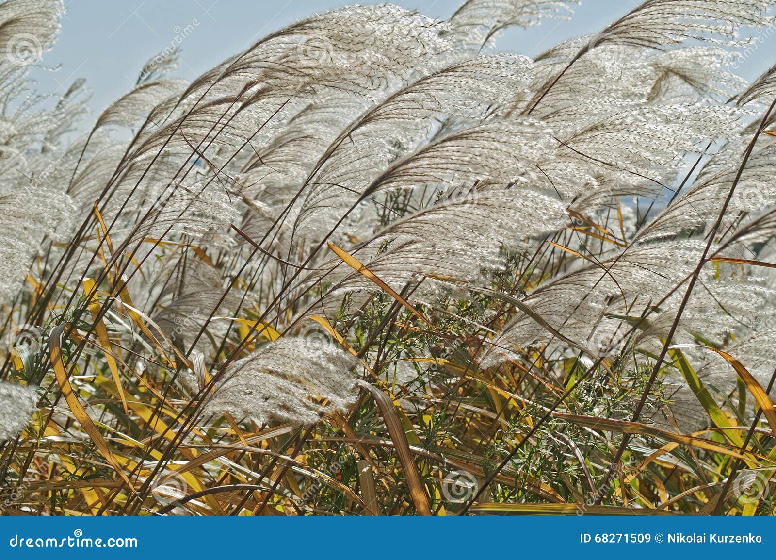 Amur Silver Grass (Miscanthus Sacchariflorus) Stock Image - Image of ...
