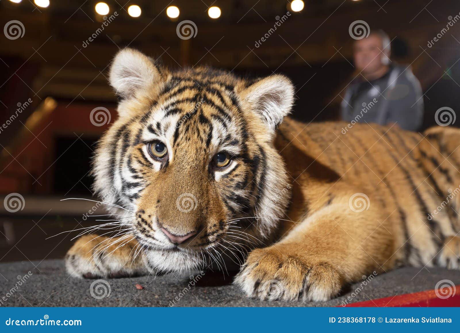 Amur striped tiger stock photo. Image of endangered - 238368178
