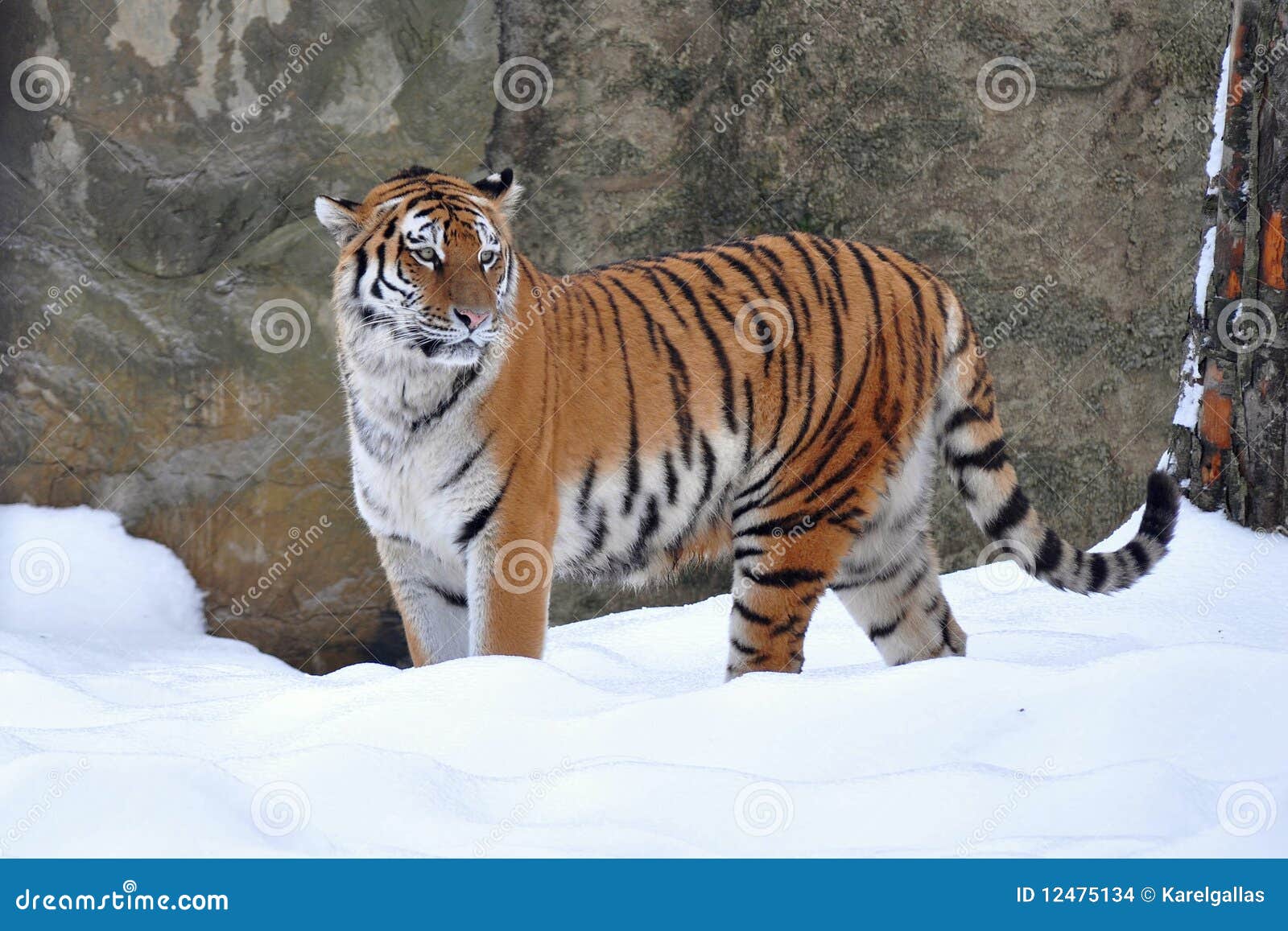 Amur tiger stock photo. Image of hunt, hunter, tigris - 12475134