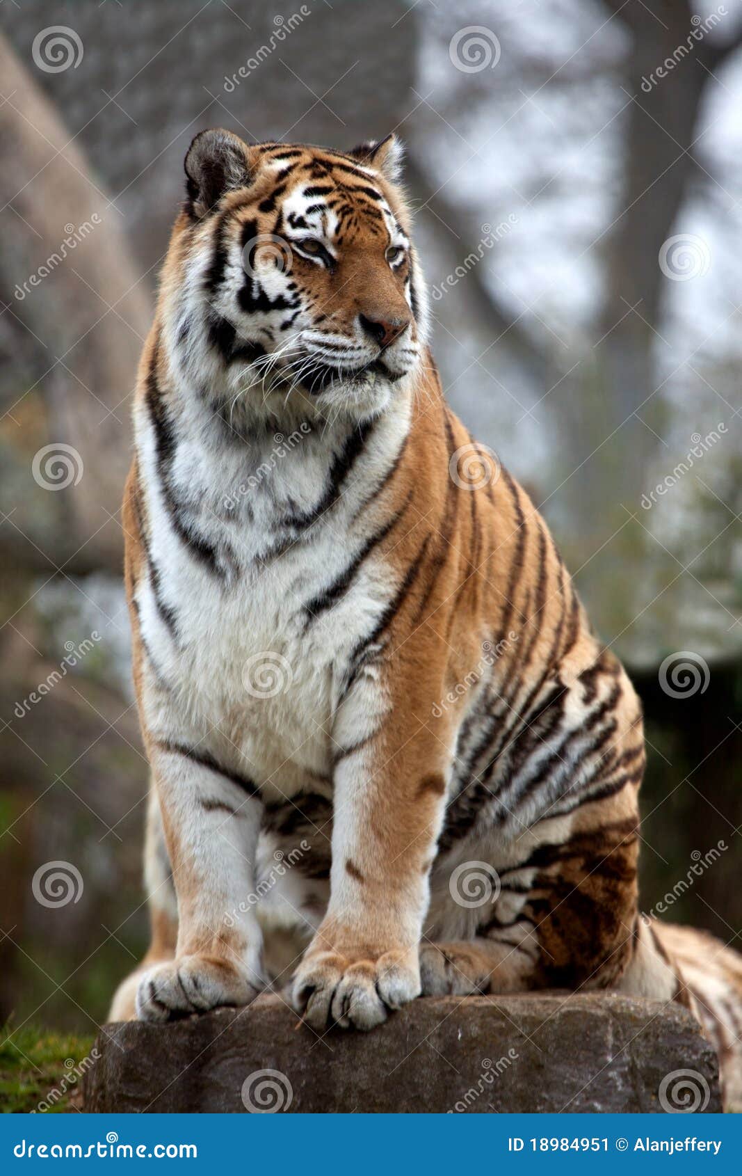 Amur Tiger stock image. Image of carnivore, stripes, tigris - 18984951