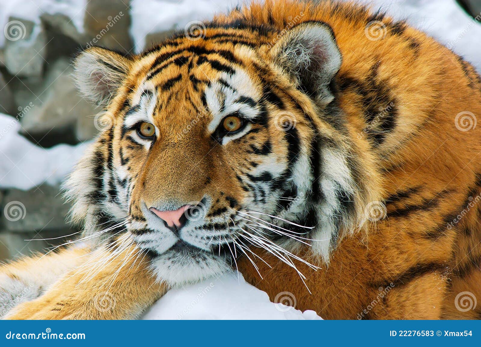 Amur tiger stock image. Image of siberian, wild, amur - 22276583
