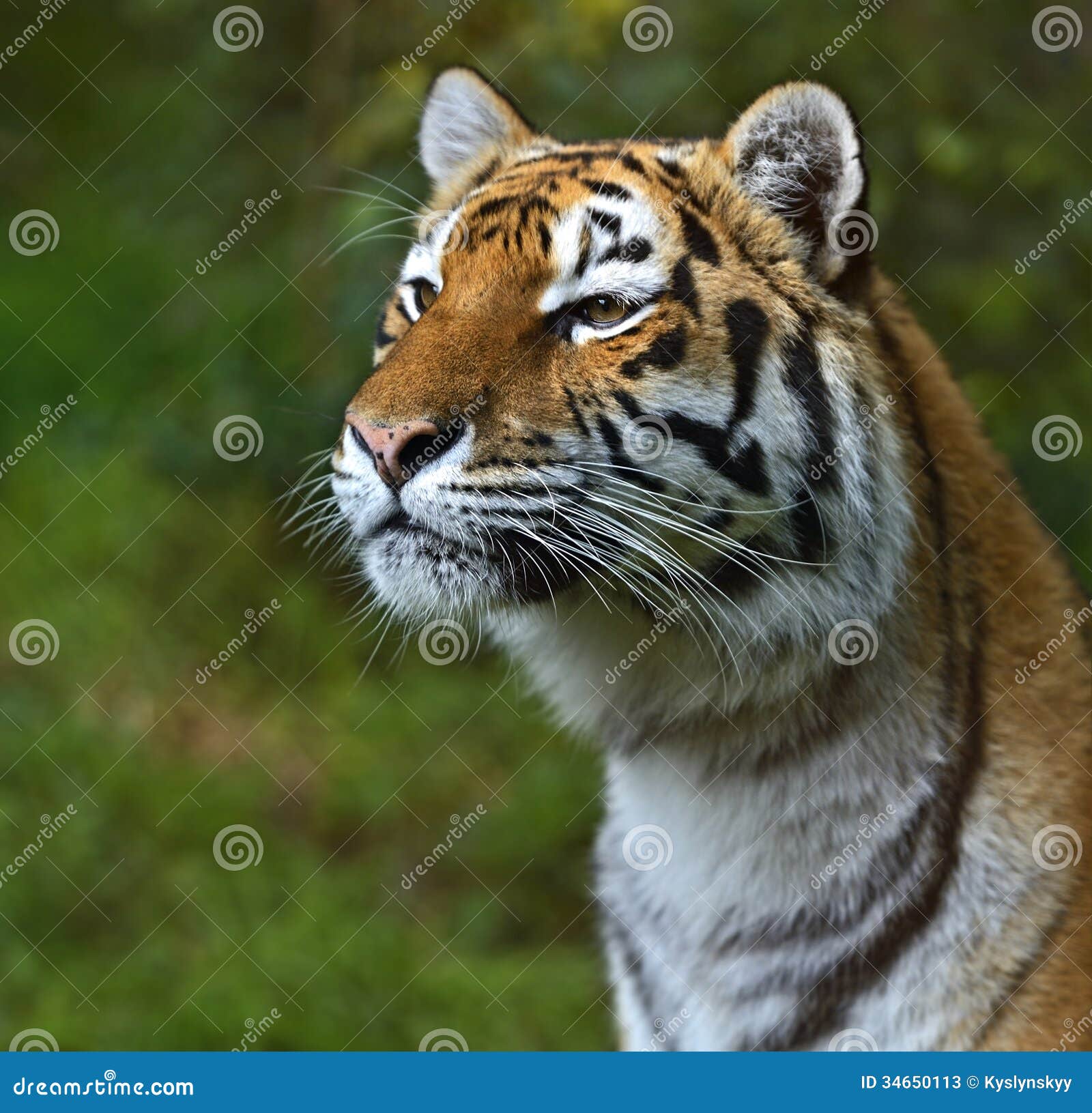 Amur Tiger stock image. Image of wild, wilderness, fearful - 34650113