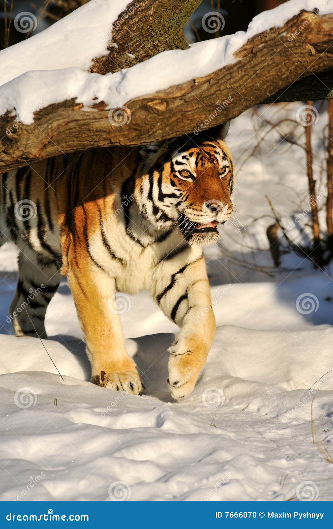 Amur-Tiger auf dem Schnee stockfoto. Bild von säugetier - 7666070