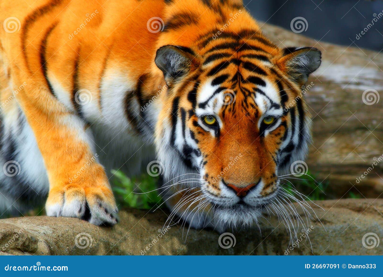 Amur Tiger Crouched Down To Take a Drink Stock Image - Image of ...
