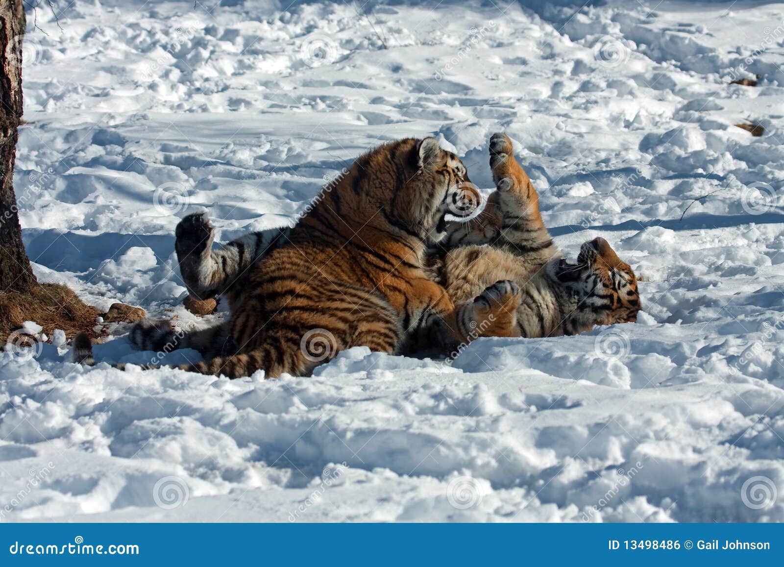 Amur Tiger cubs playing stock photo. Image of animal - 13498486