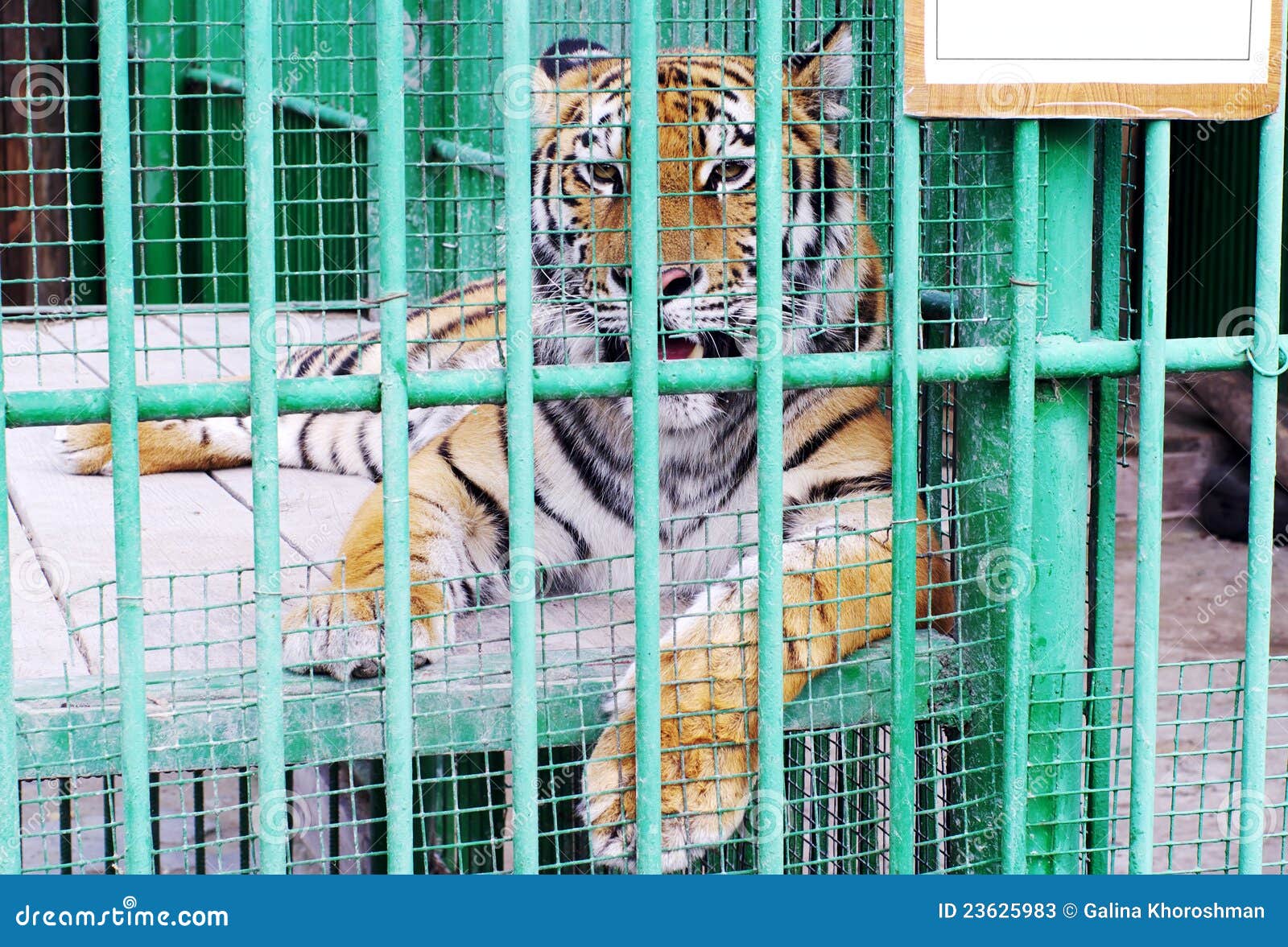 Amur tiger in den stock image. Image of tiger, animal - 23625983