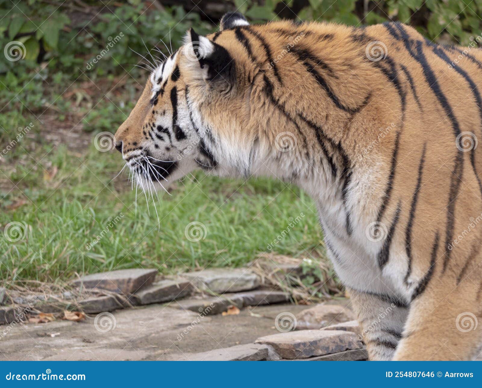 The Amur Tiger is the Graceful Gait of the Taiga Stock Photo - Image of ...