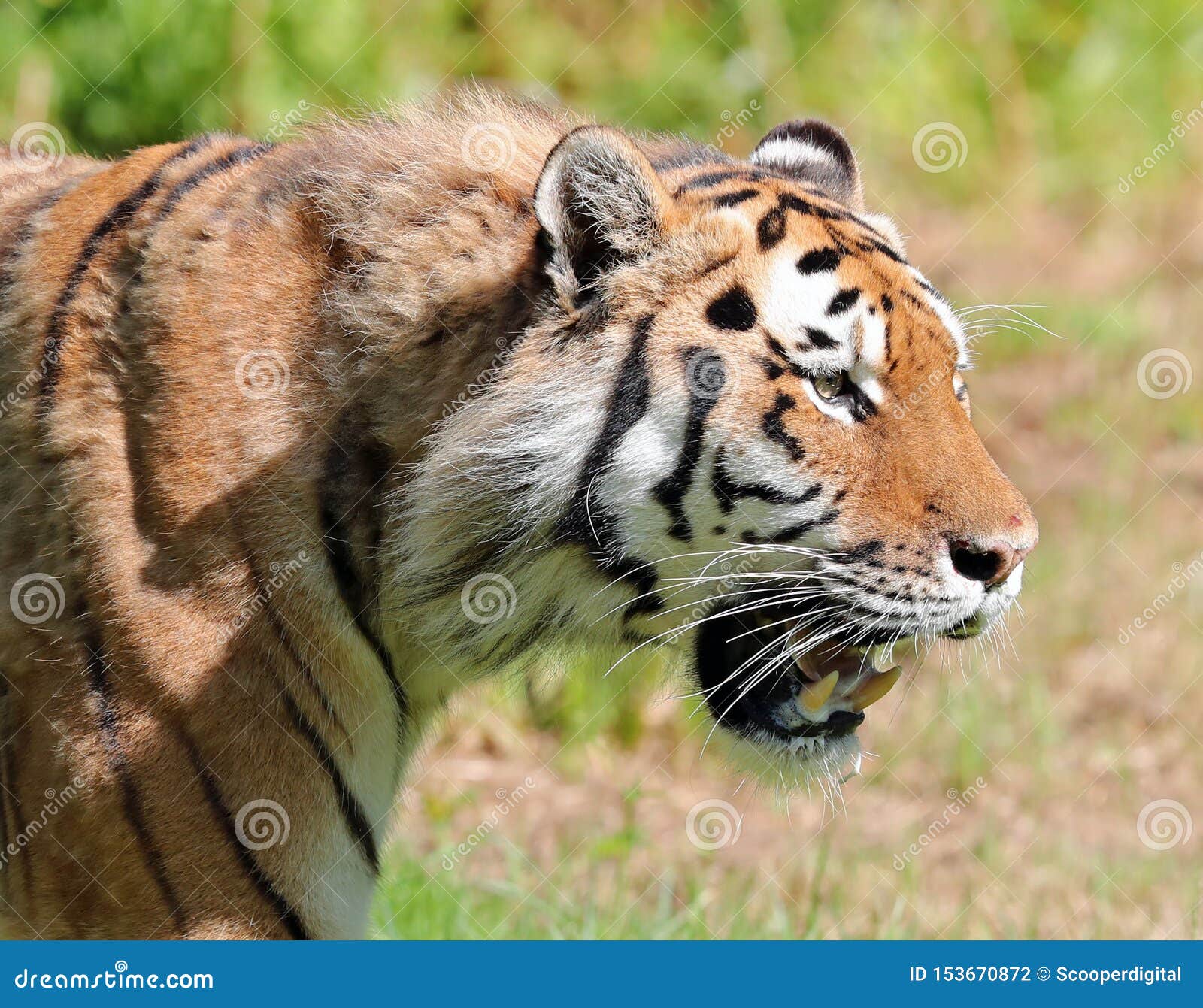 Amur Tiger hunting stock photo. Image of head, eyes - 153670872