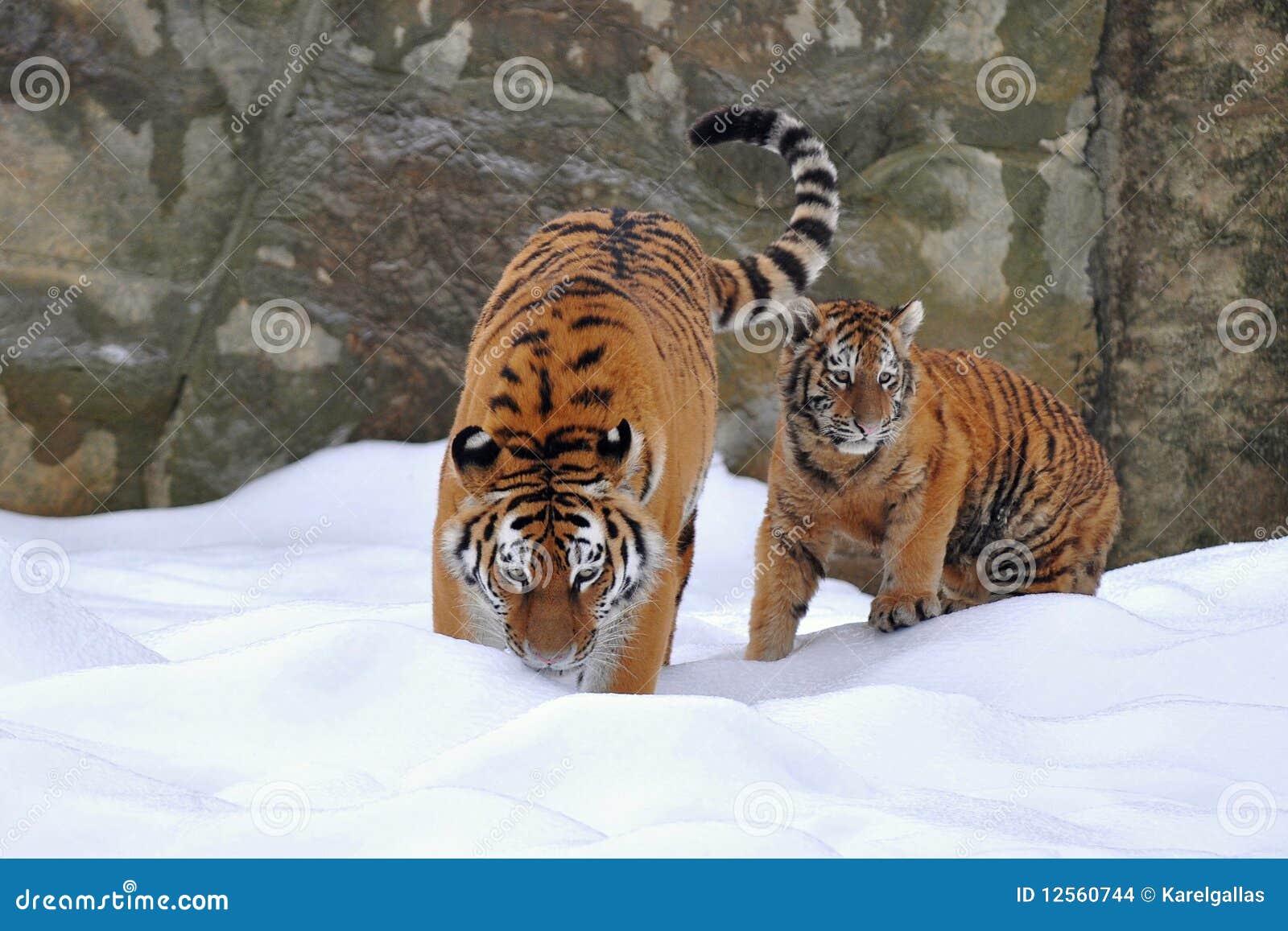 Amur Tiger with Its Young One Stock Photo - Image of beauty, relaxing ...