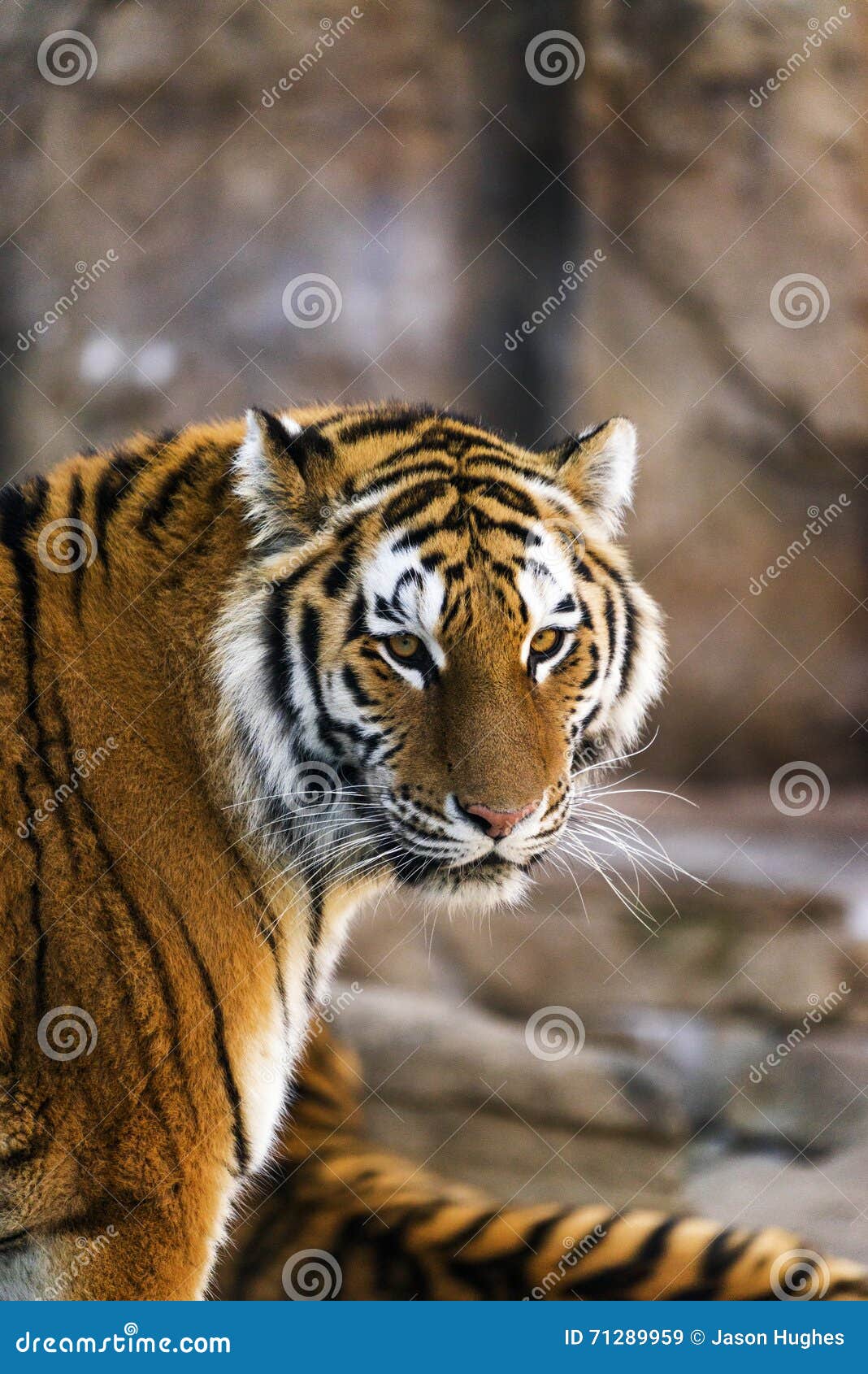 An Amur Tiger Looking into the Camera Stock Image - Image of camera ...