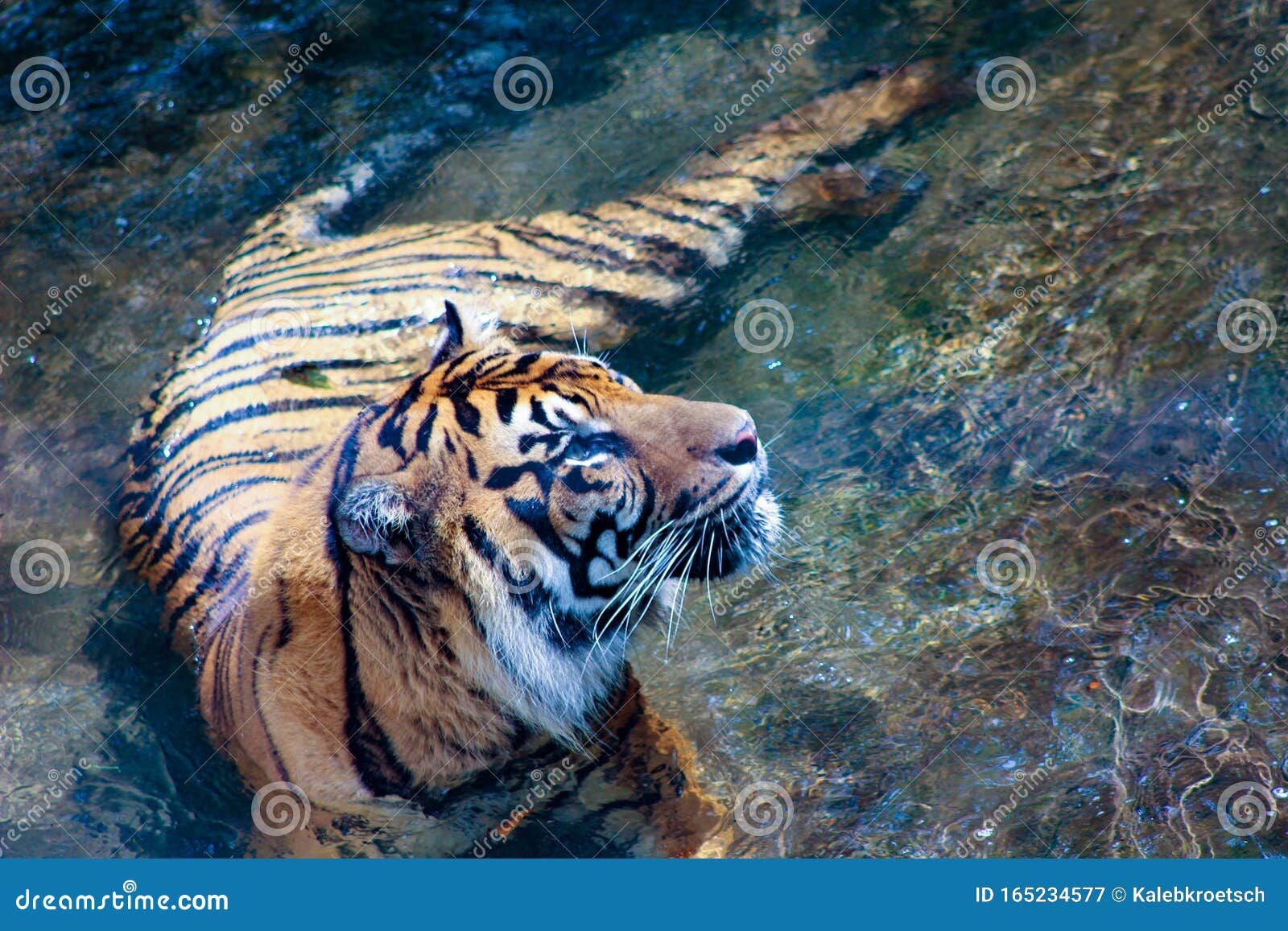 Amur Tiger Lying and Looking Forward Stock Image - Image of felidae ...