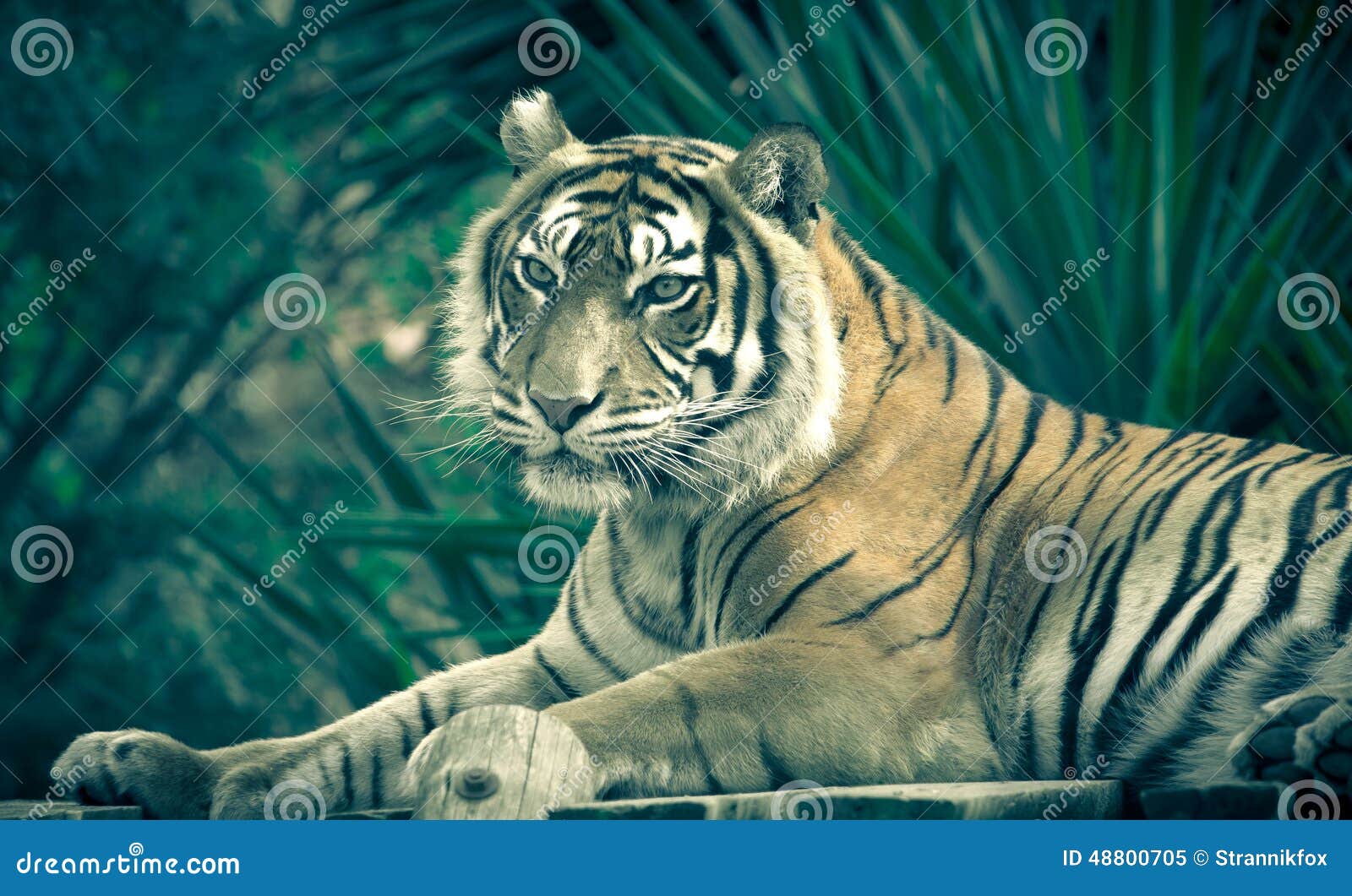 Amur Tiger Lying on a Platform of Planks Stock Image - Image of beauty ...