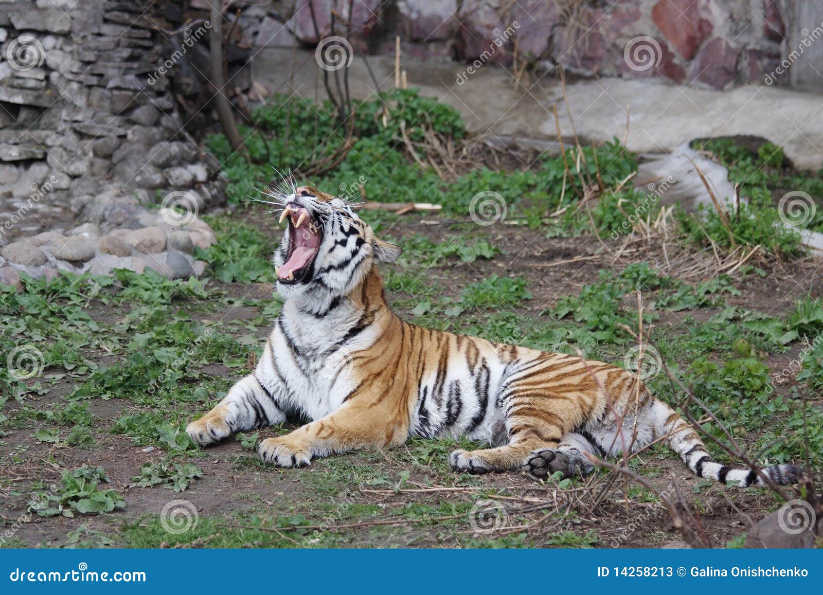 Amur Tiger with an Open Fall on a Green Grass Stock Image - Image of ...