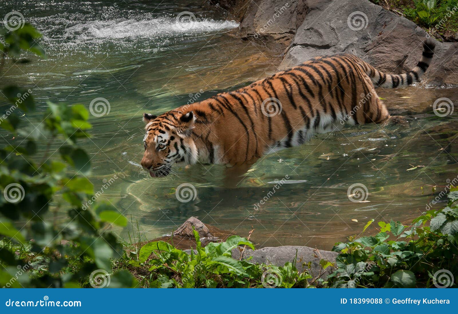 Amur Tiger (Panthera Tigris) in Pool Stock Photo - Image of mammal ...