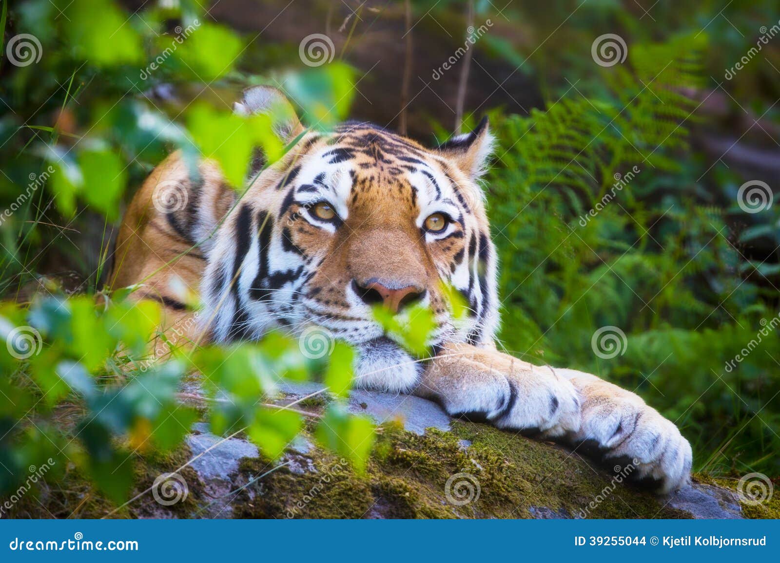 Amur Tiger Resting in the Forest Stock Photo - Image of rock, stripes ...