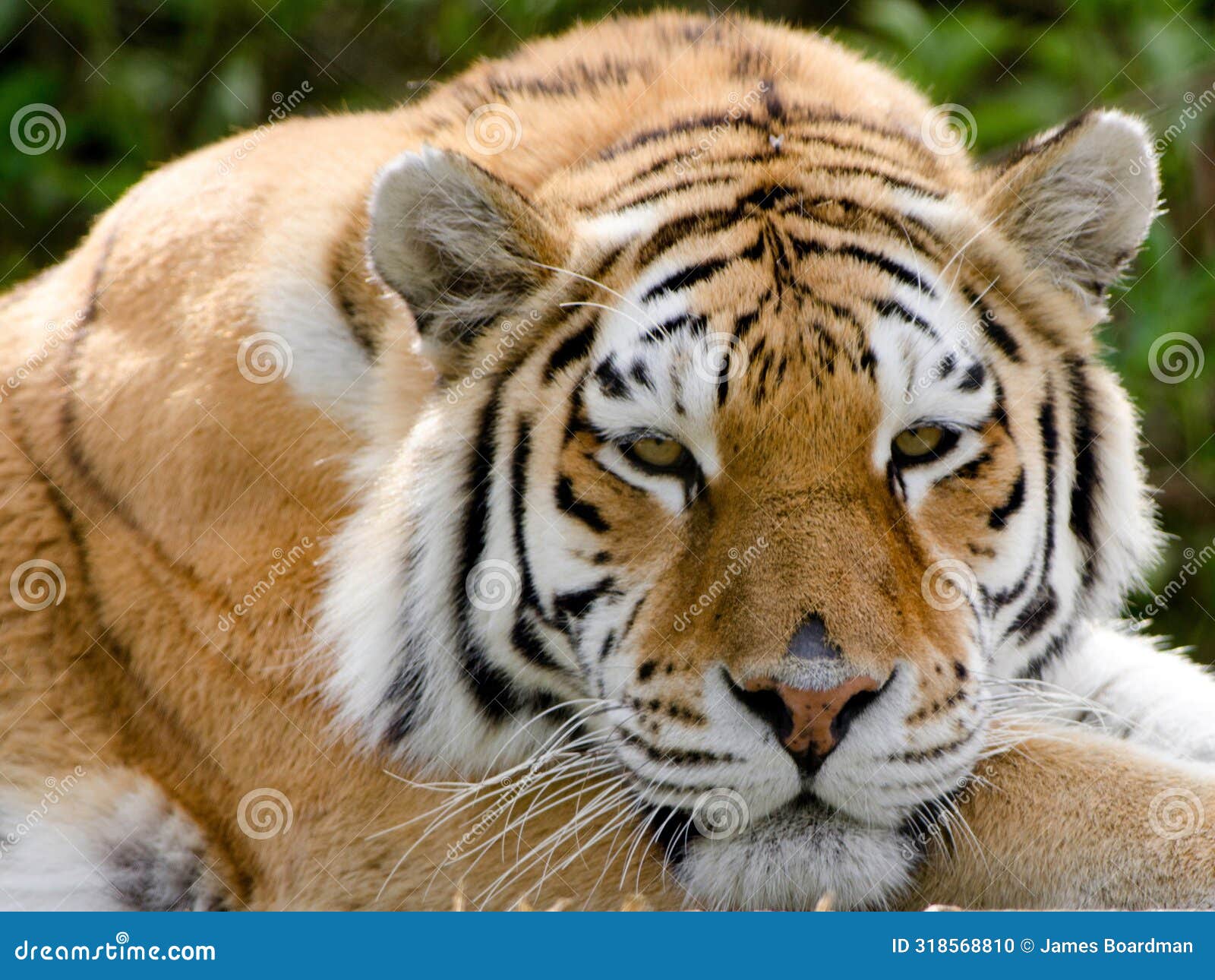 The Amur Tiger Lies In The Autumn Forest Stock Photography ...