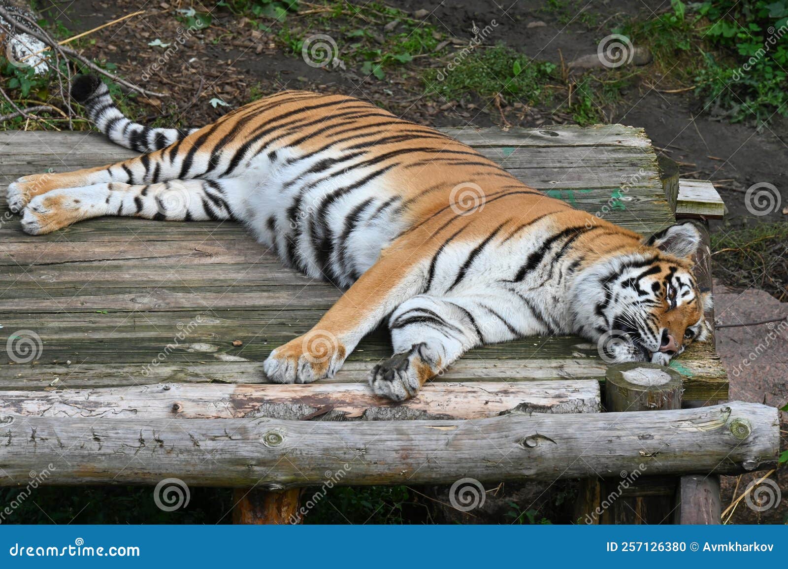 Amur tiger stock photo. Image of nature, feline, tigress - 257126380