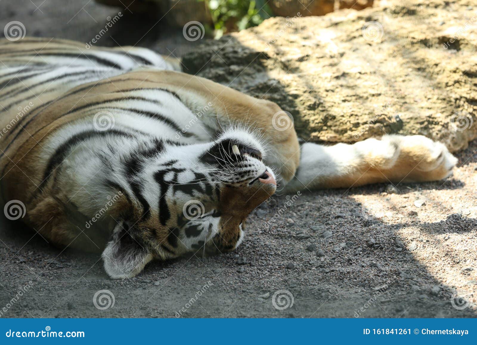 Tiger Sleeping Stock Photos - Download 1,841 Royalty Free Photos