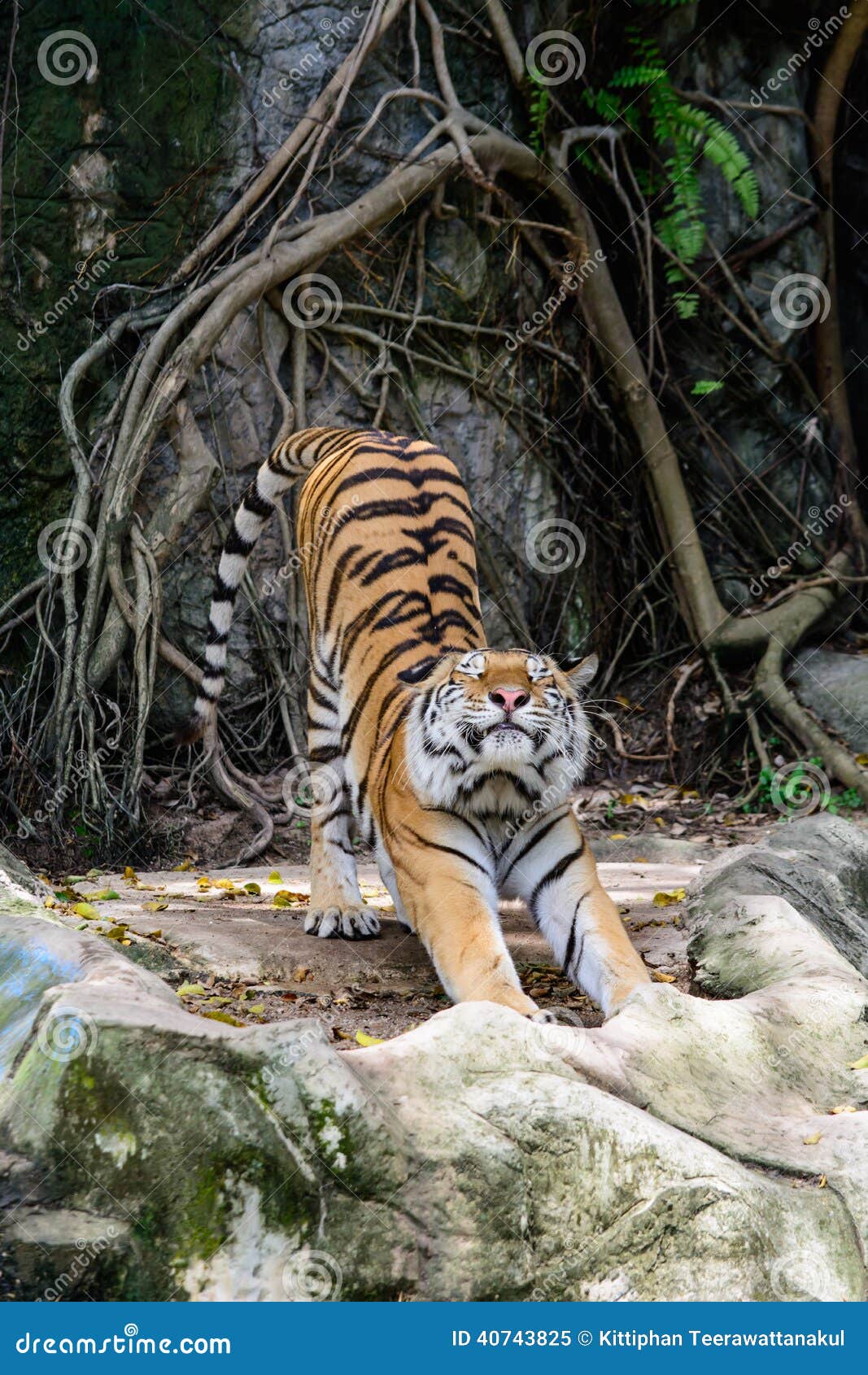 Amur tiger stretching out stock image. Image of close - 40743825