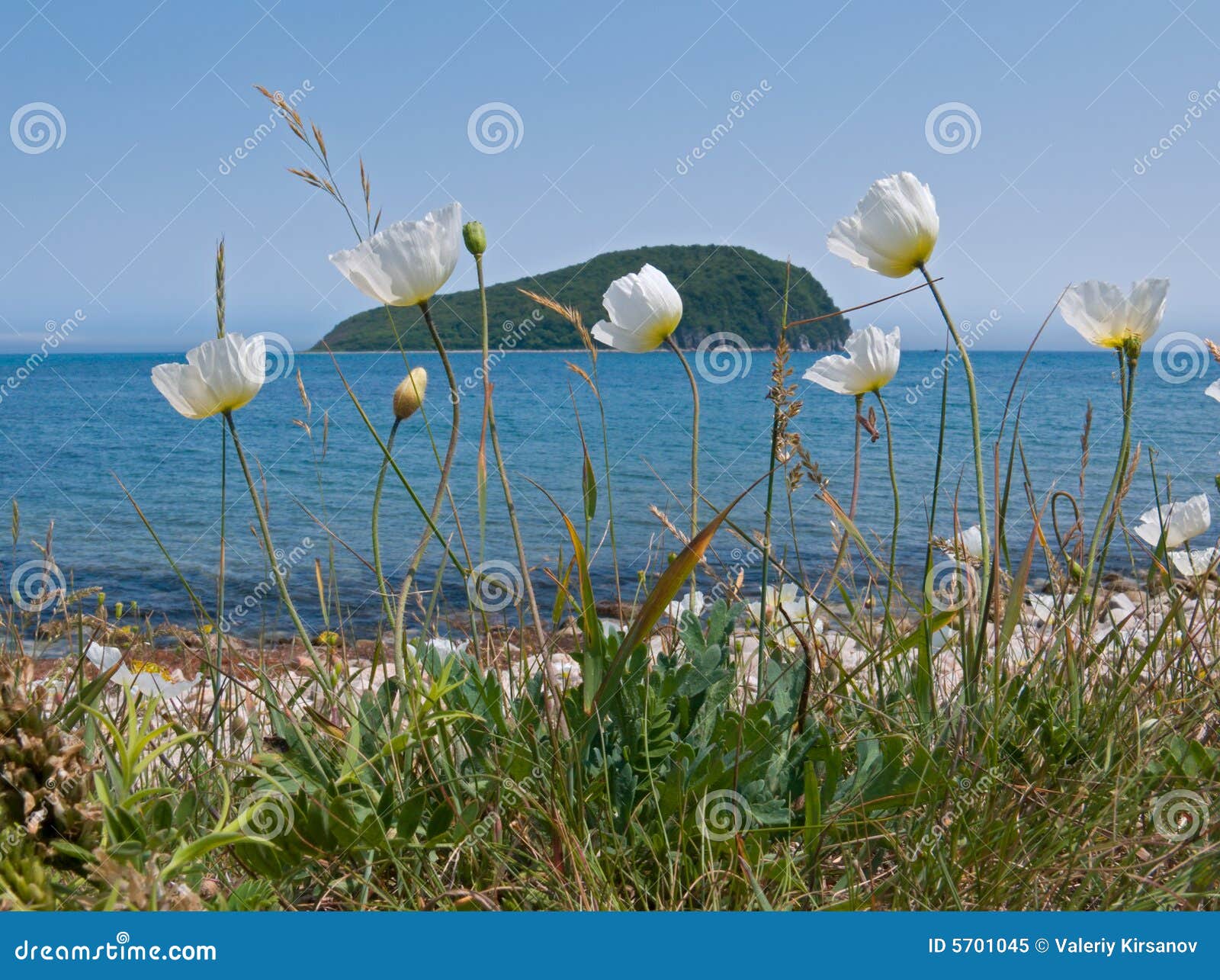 Amure Poppy 2 stock image. Image of colourful, color, herb - 5701045