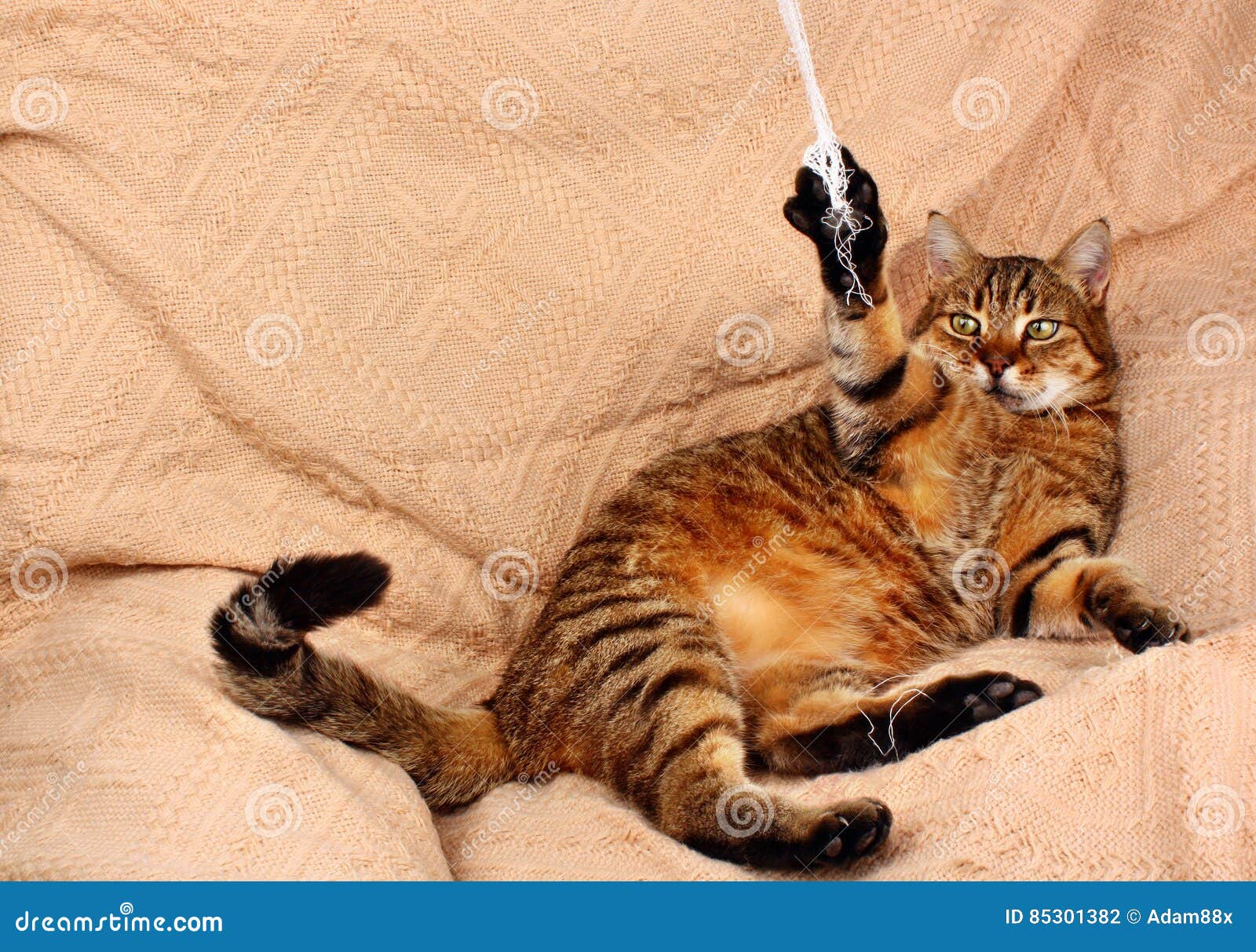 Amused, blissful cat stock photo. Image of hair, happy - 85301382