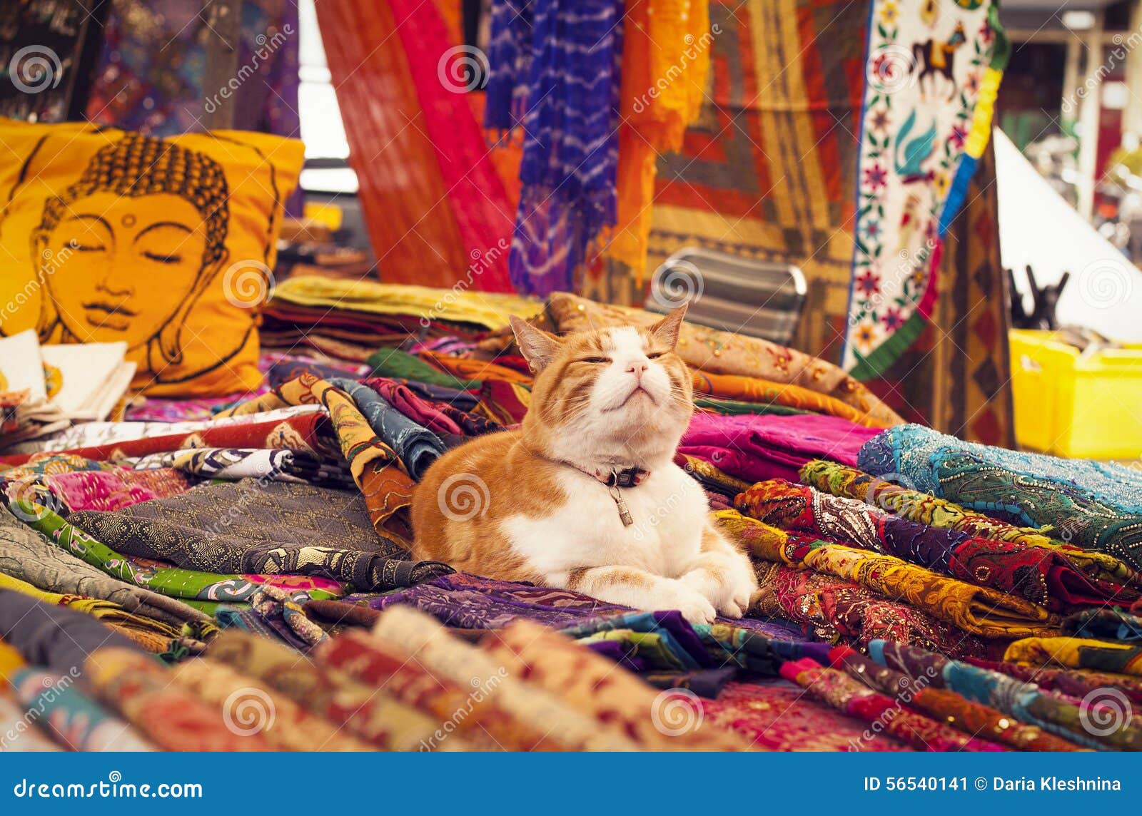 Amused cat stock image. Image of joyful, bright, scarf - 56540141