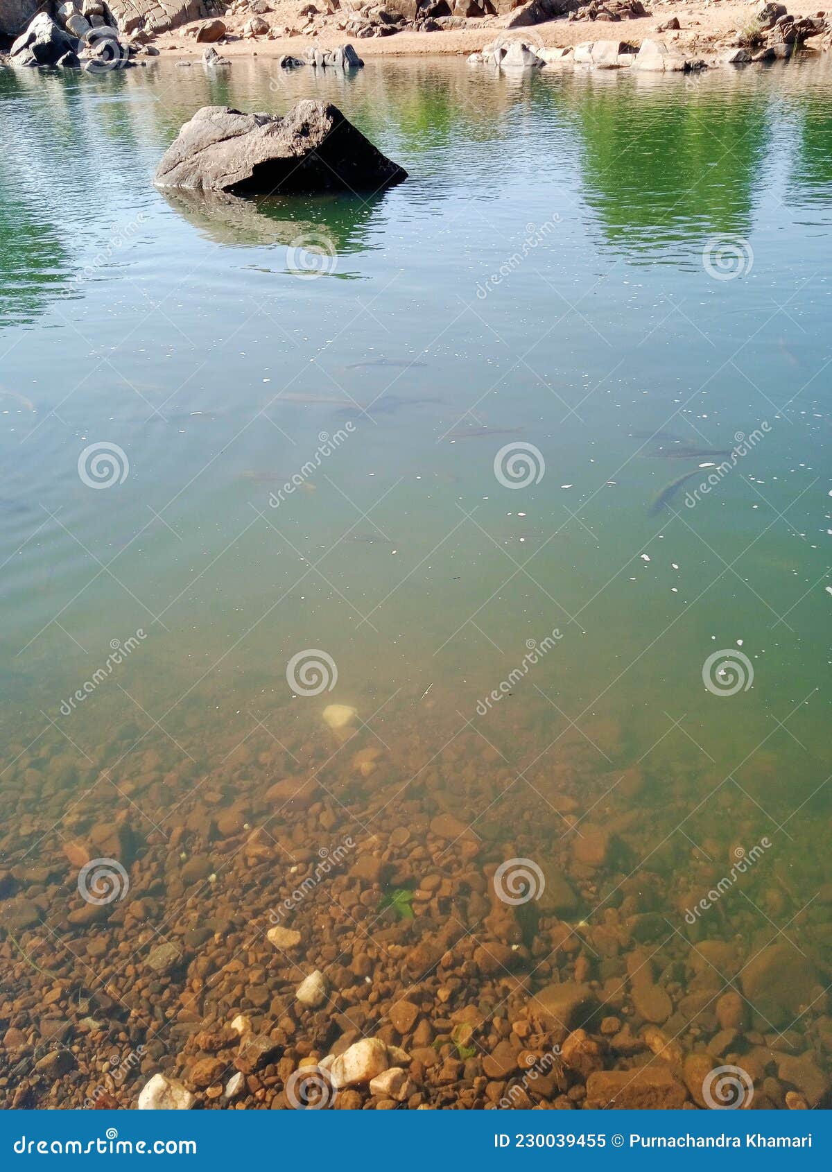 Fish Playing Among The Coral Reefs Stock Photography | CartoonDealer ...