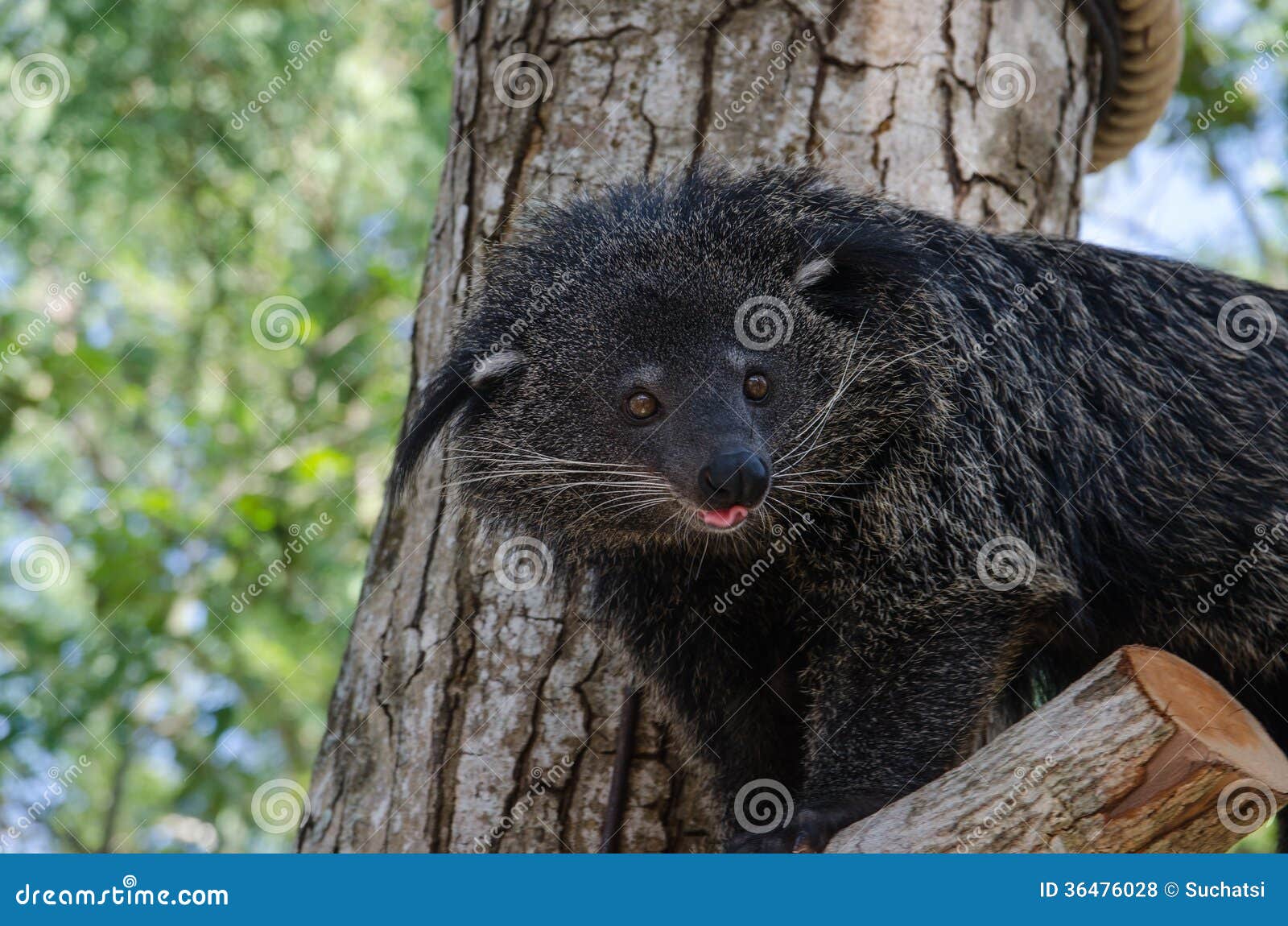 Amusing animal - binturong stock photo. Image of thailand - 36476028