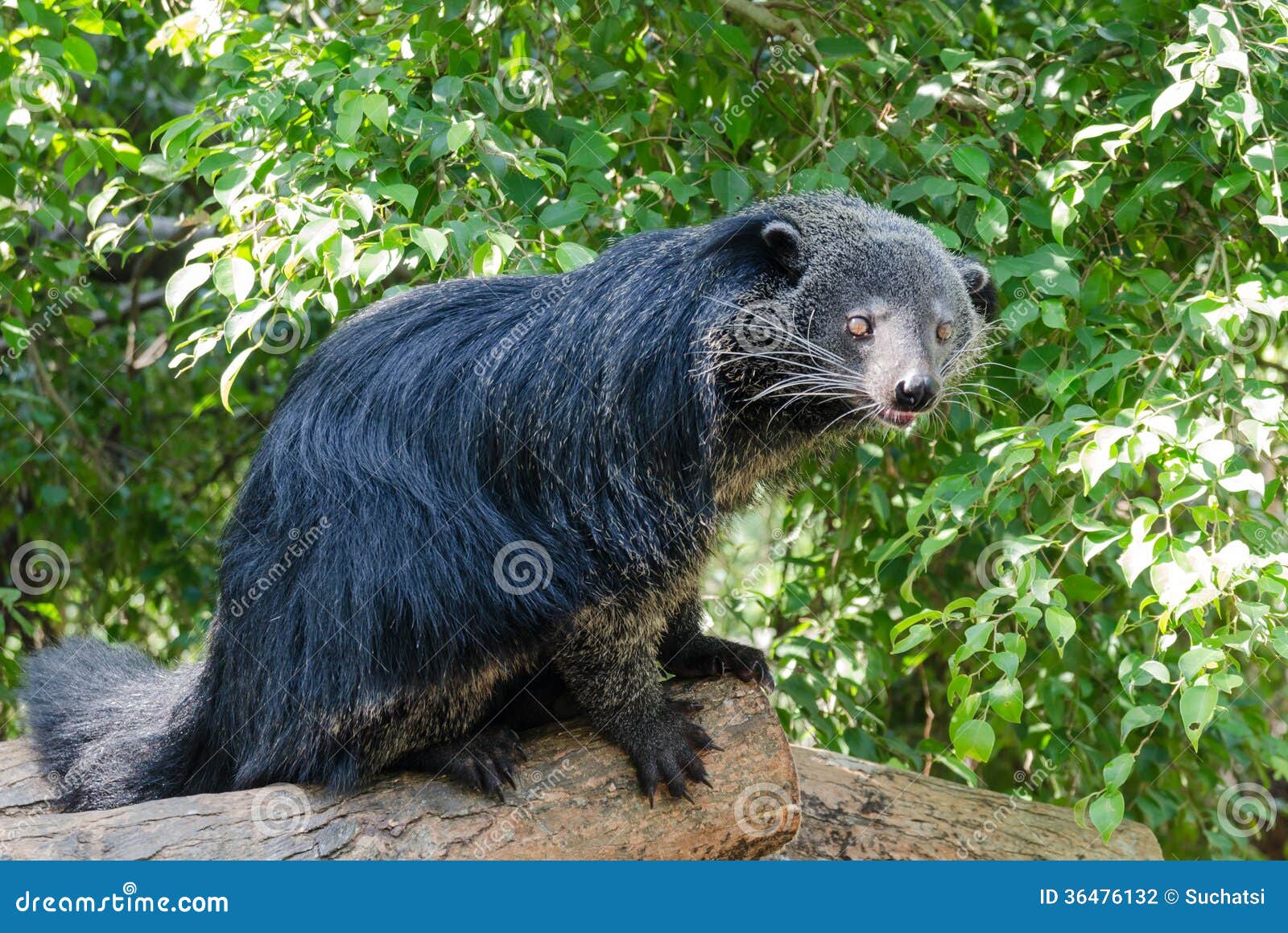 Pet Binturong