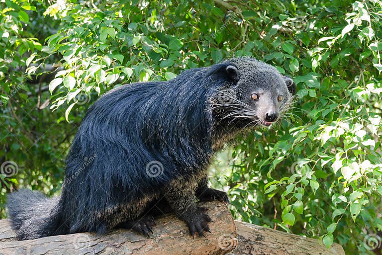 Amusing animal - binturong stock photo. Image of carnivore - 36476132