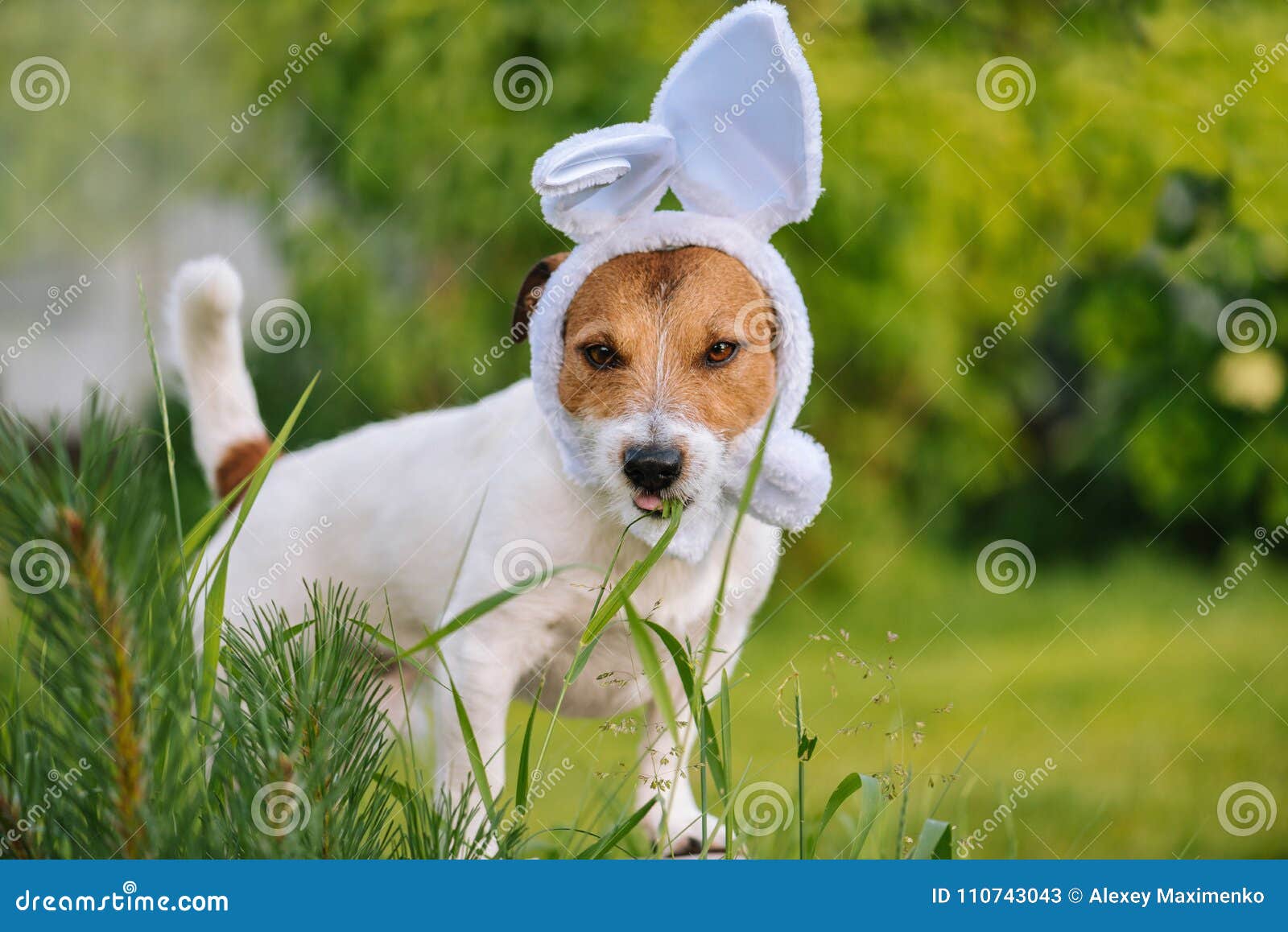 Funny Dog Wearing Easter Bunny Costume Chewing Grass Stock Image ...