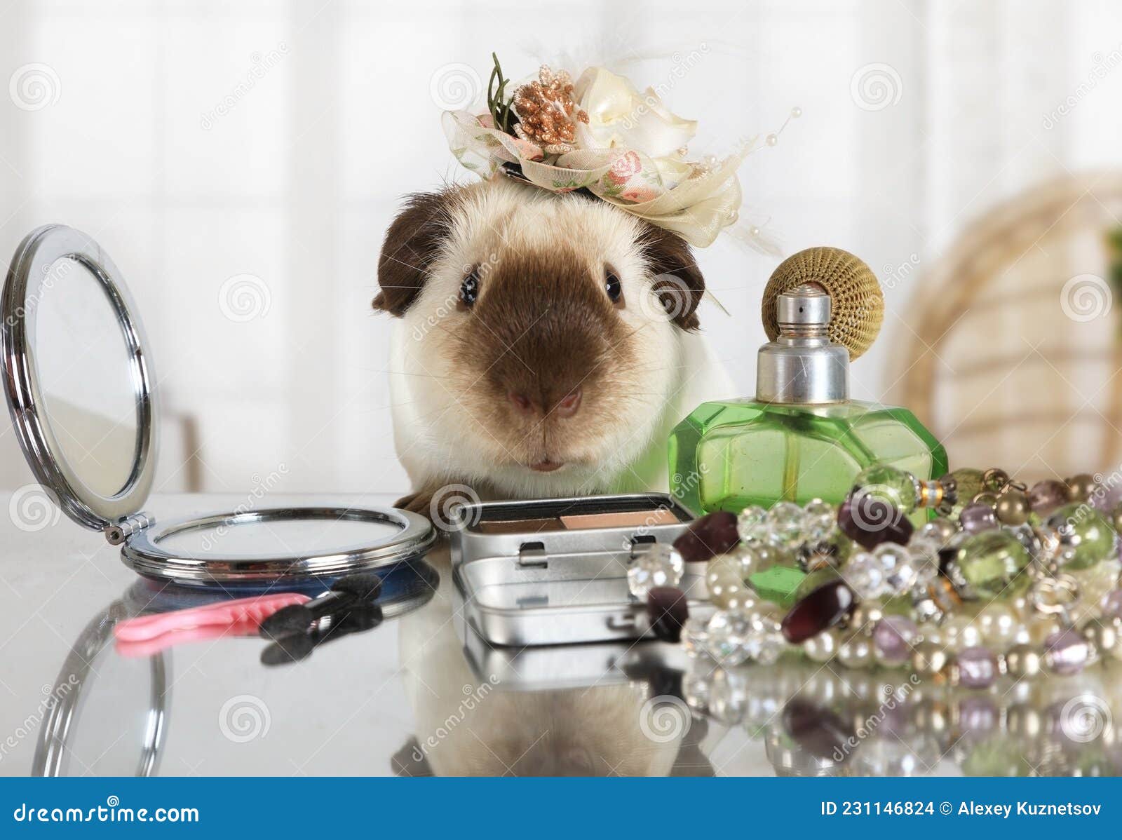 Amusing Rat with a Cap on Her Head at the Makeup Table Stock Photo ...