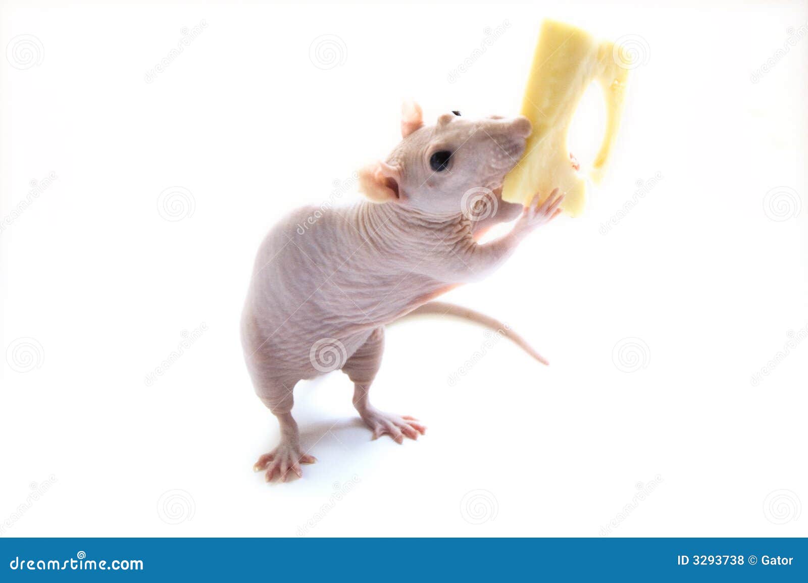 Amusing hairless rat stock photo. Image of mammals, female - 3293738