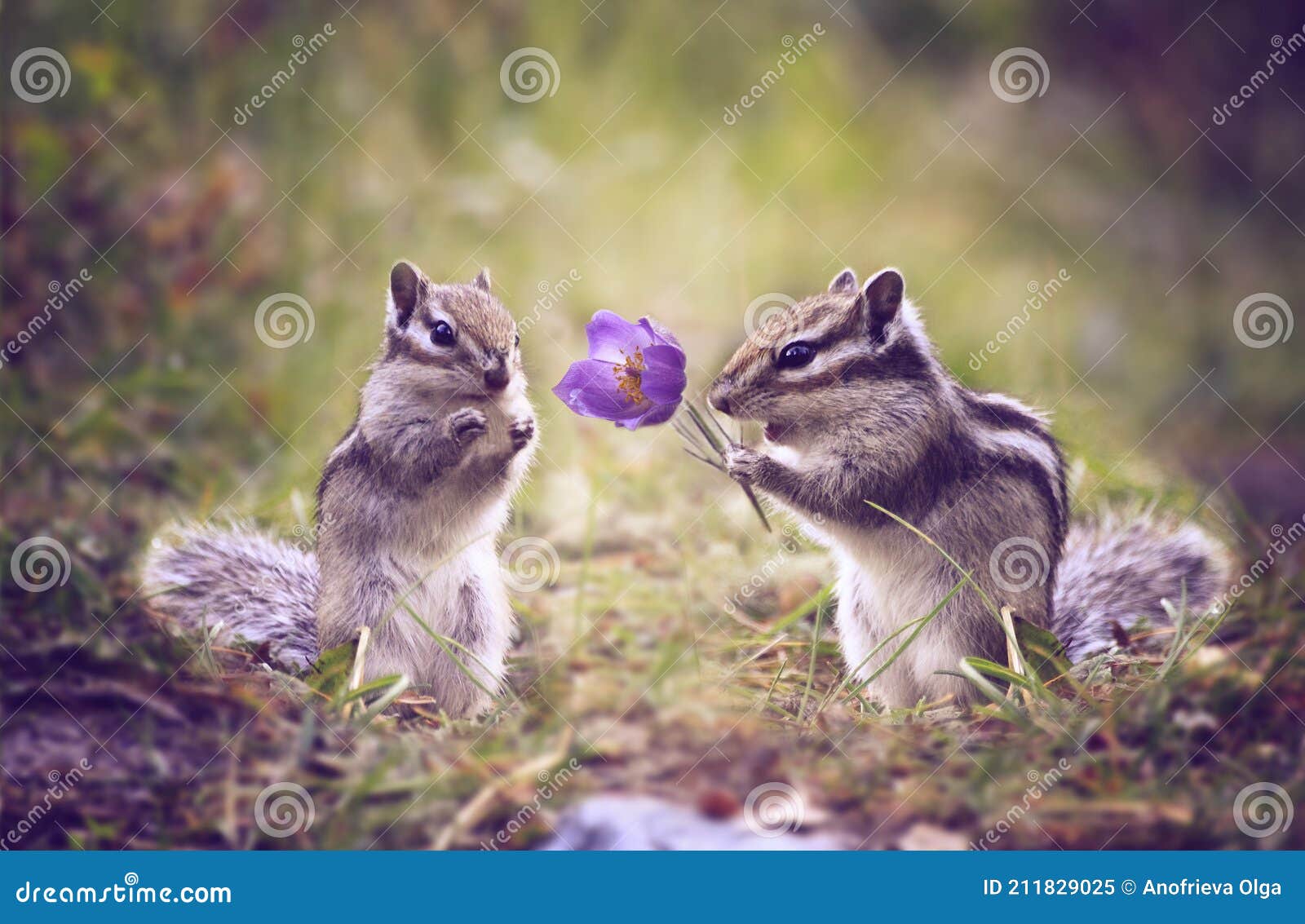 460 Chipmunk Two Stock Photos - Free & Royalty-Free Stock Photos from ...