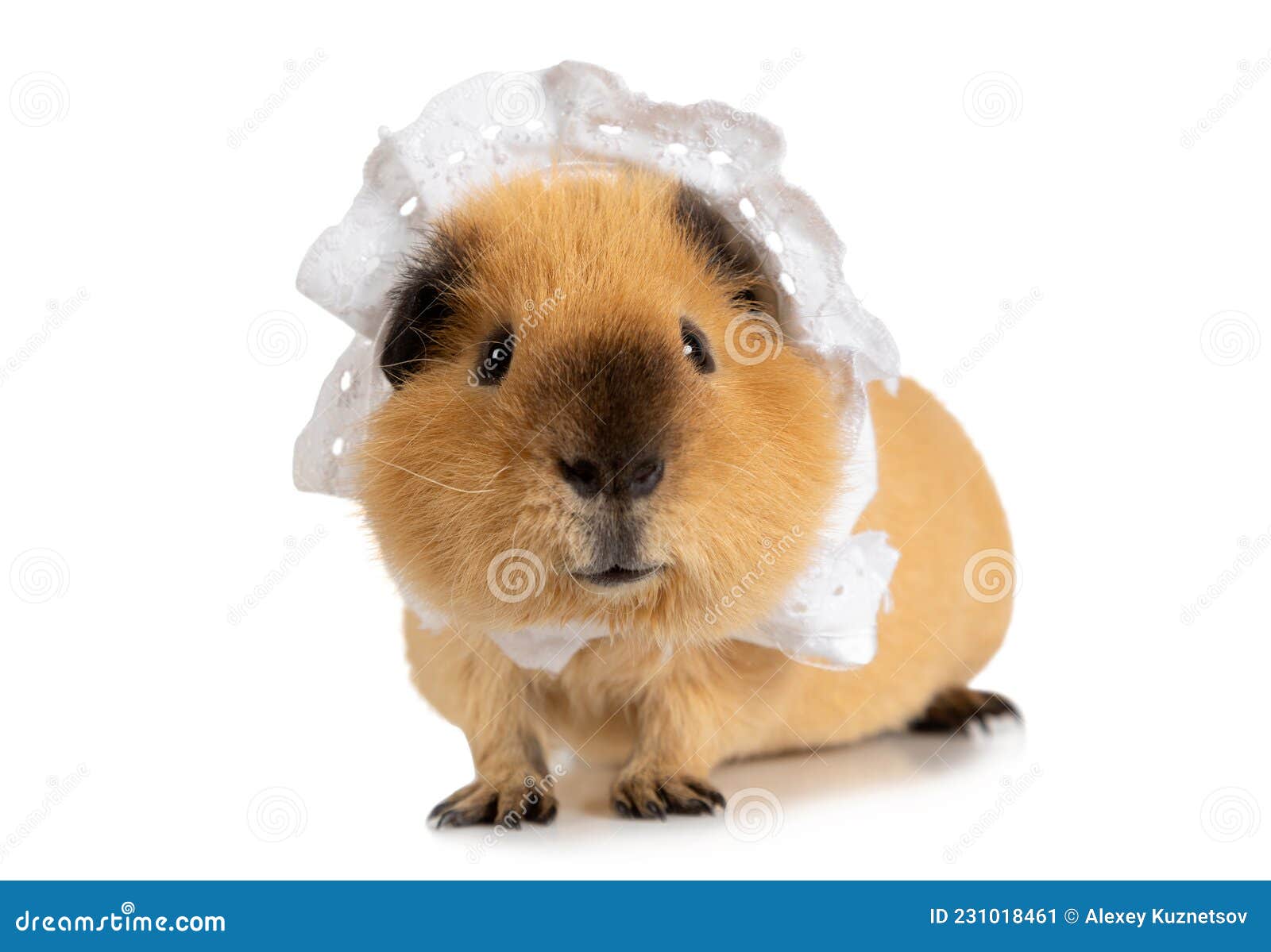 Amusing Red-haired Guinea Pig in a Sleeping Cap Over White Stock Image ...