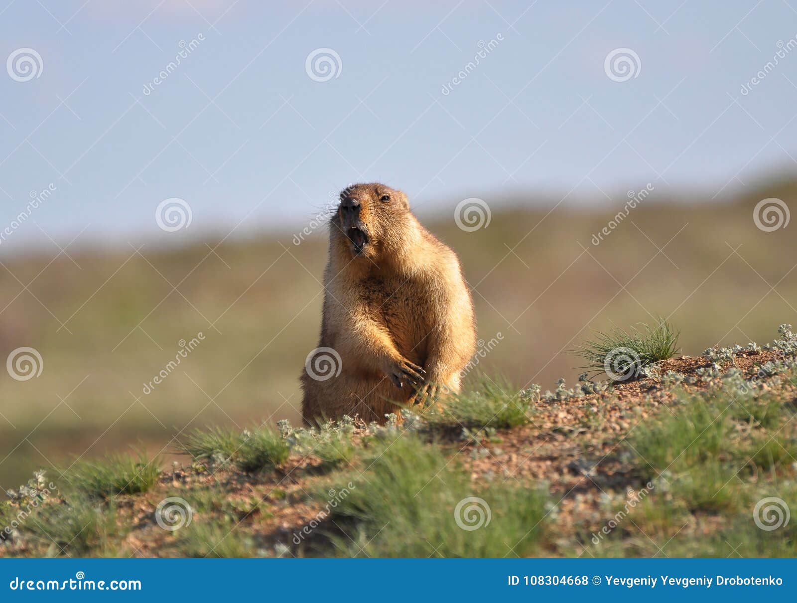 The Amusing Singing Groundhog. Stock Photo - Image of portrait ...
