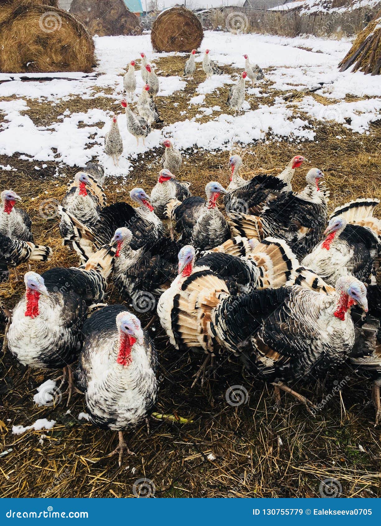 Amusing turkeys on a farm stock image. Image of trust - 130755779