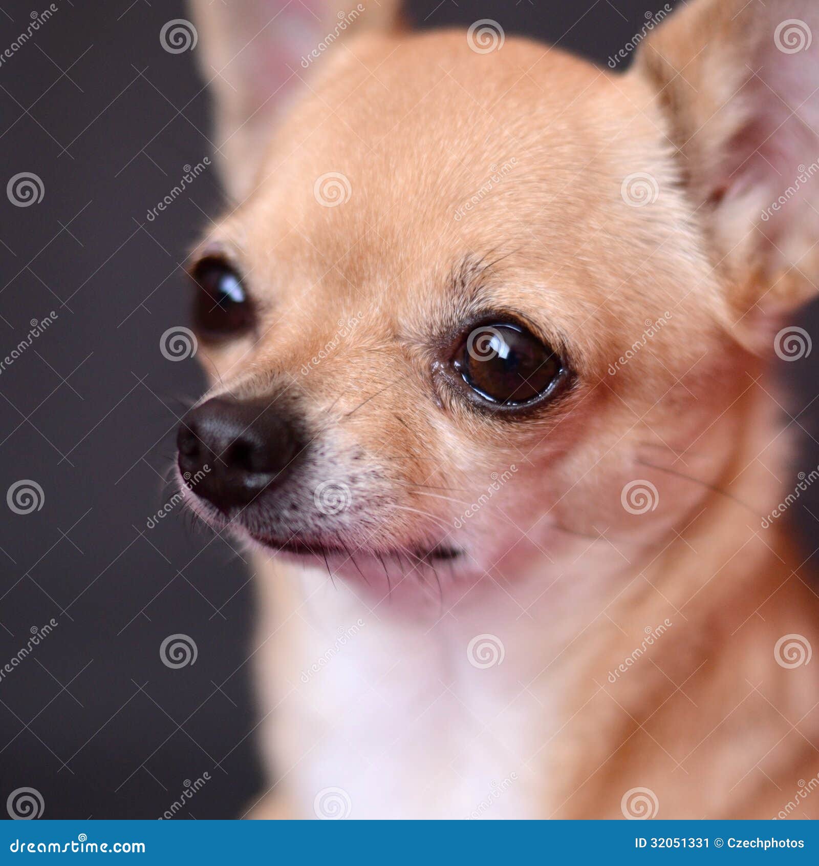 Amy - Chivava stock image. Image of beige, fixed, chihuahua - 32051331