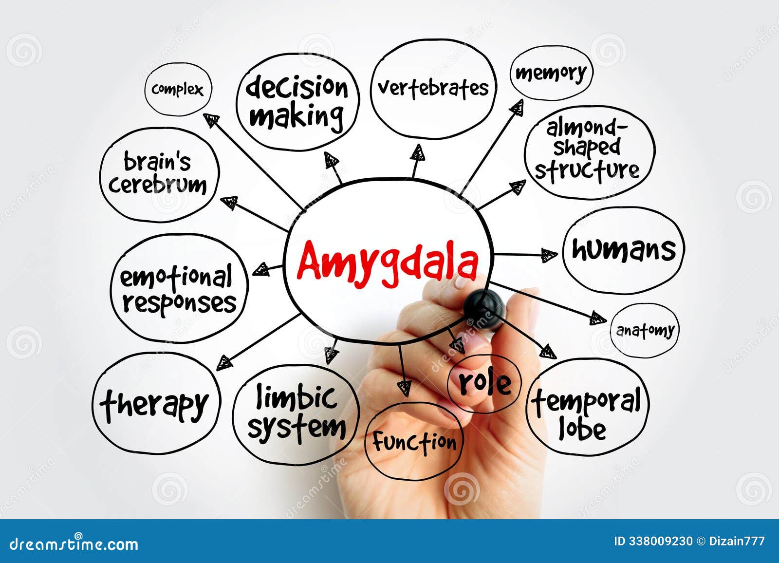 Amygdala Is The Integrative Center For Emotions, Emotional Behavior ...
