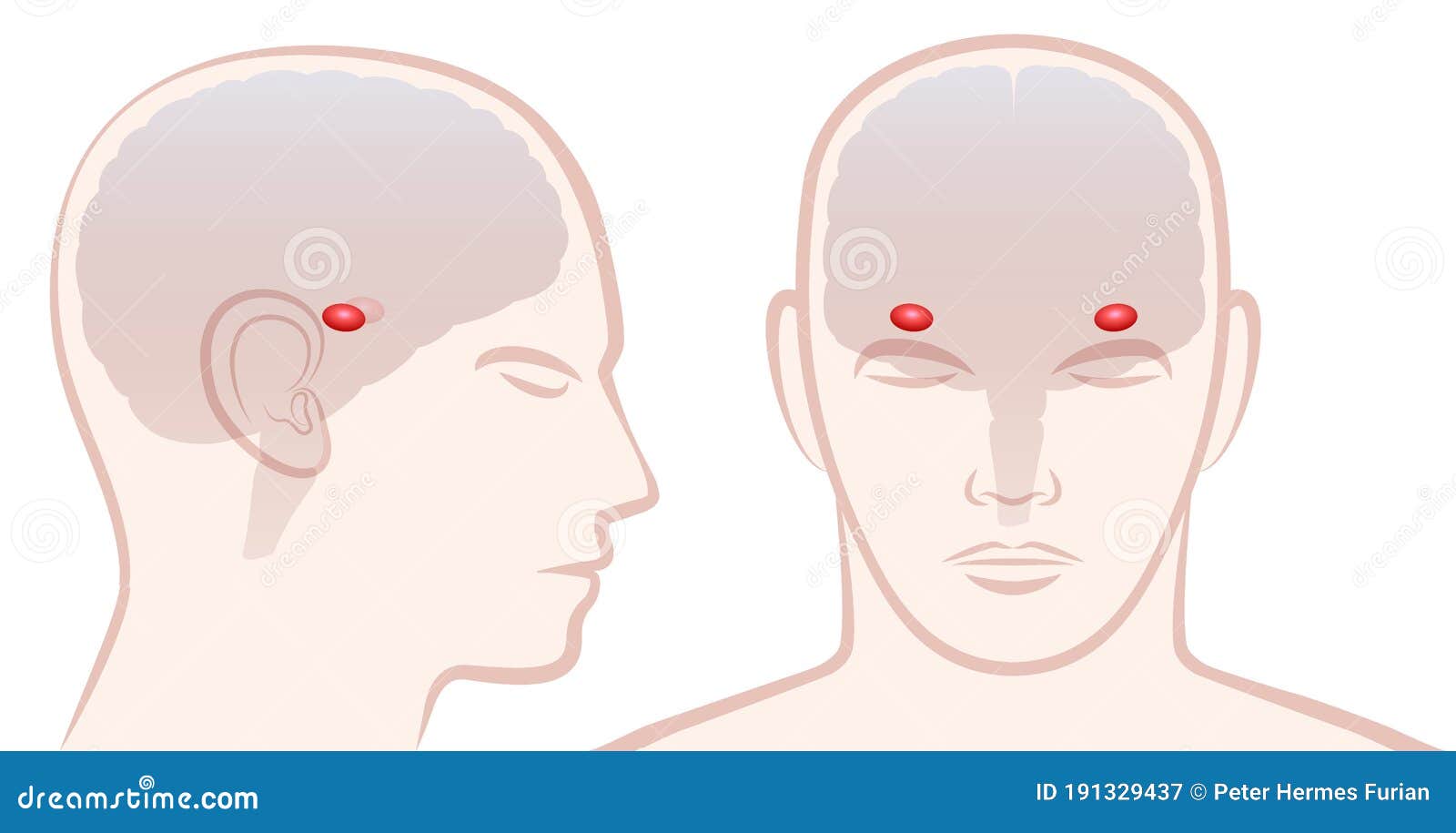Amygdala Brain Part Location With Medical Human Head Anatomy Outline ...